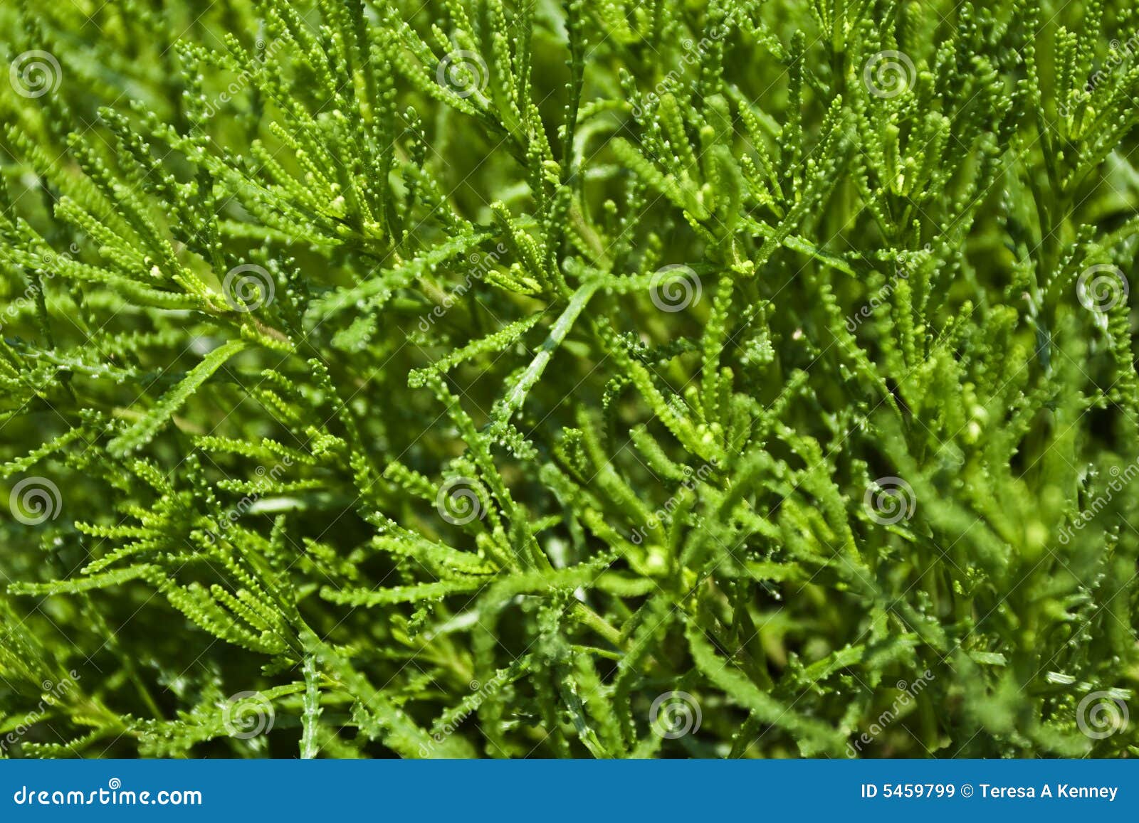 Green Lavender Cotton stock image. Image of cotton, plant - 5459799