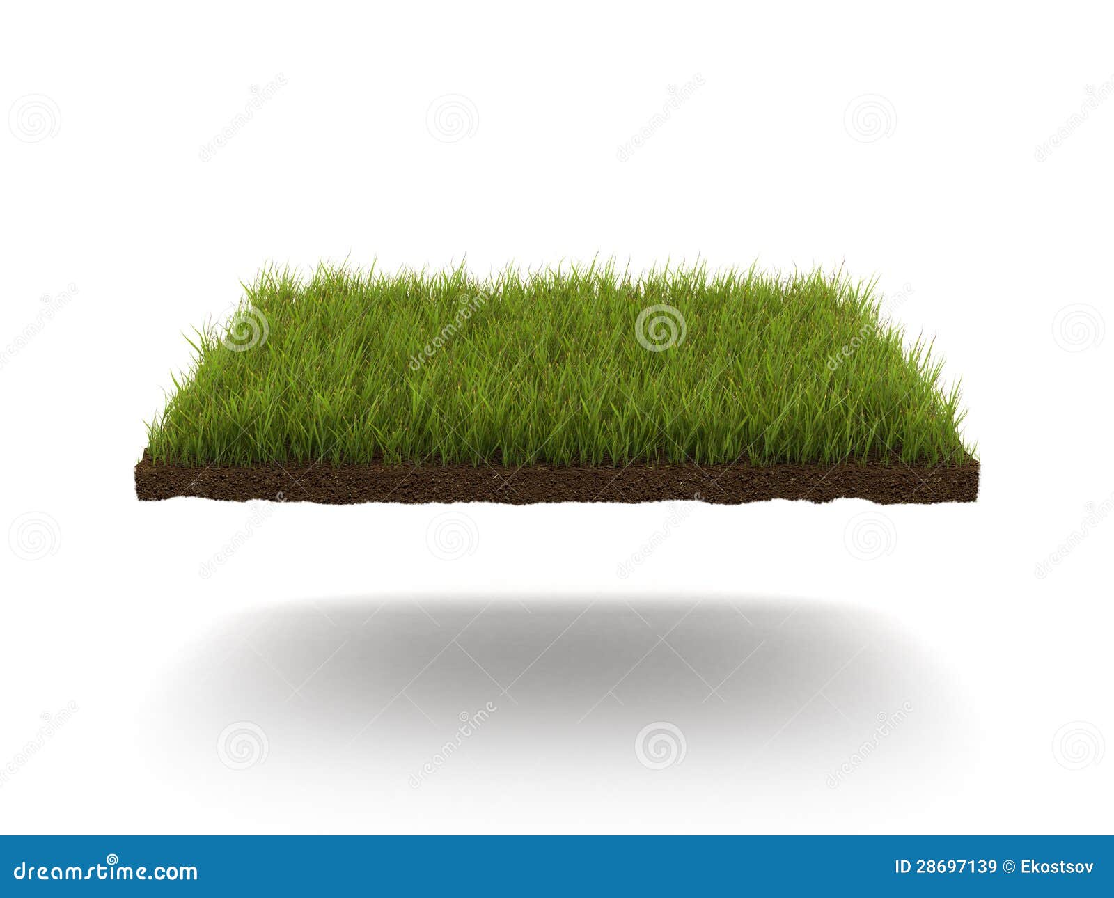 Green Lawn Grass Plant Growth Stages Development. Animation Progression ...