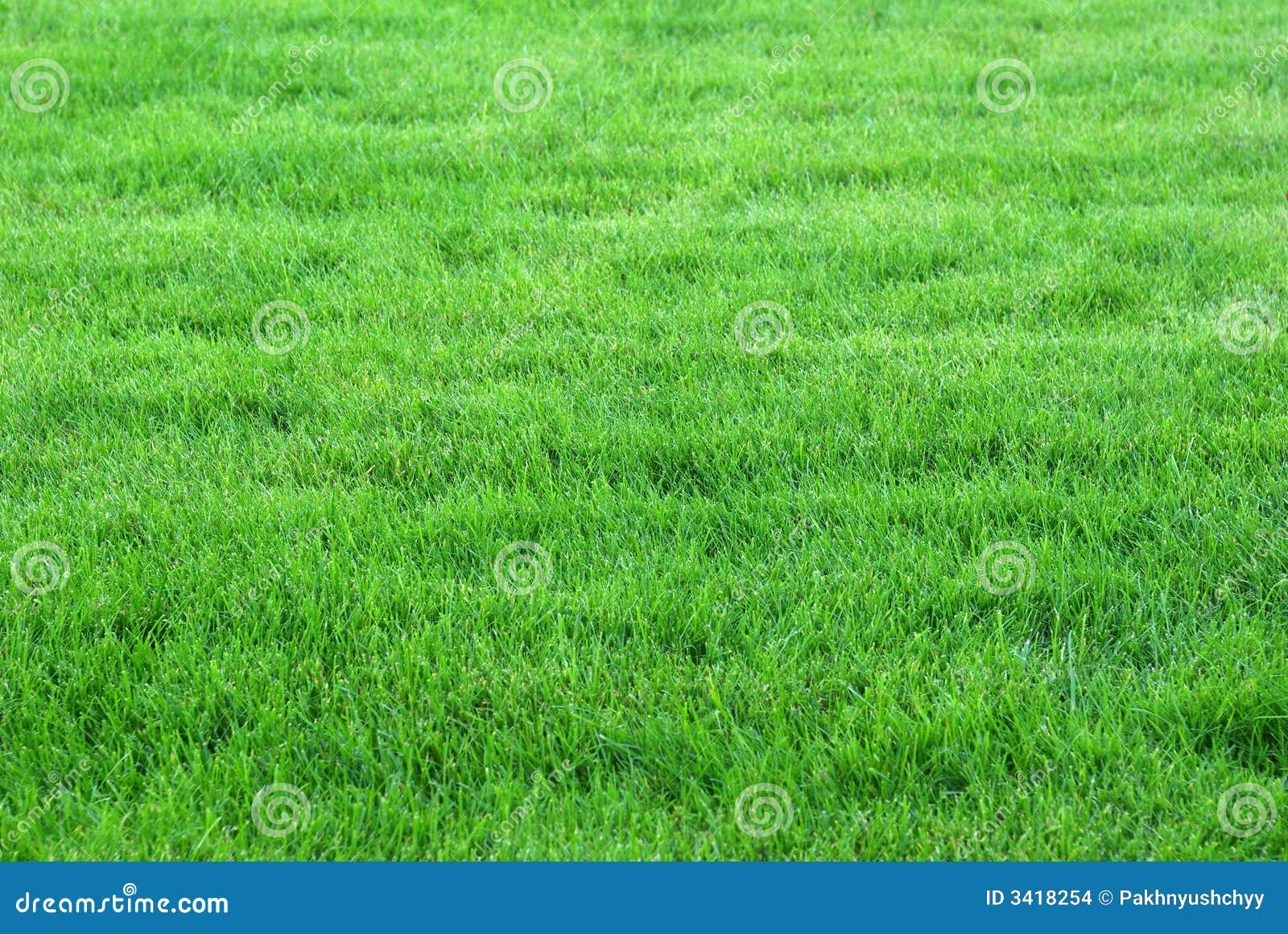 Green lawn stock photo. Image of ground, spring, peace - 3418254