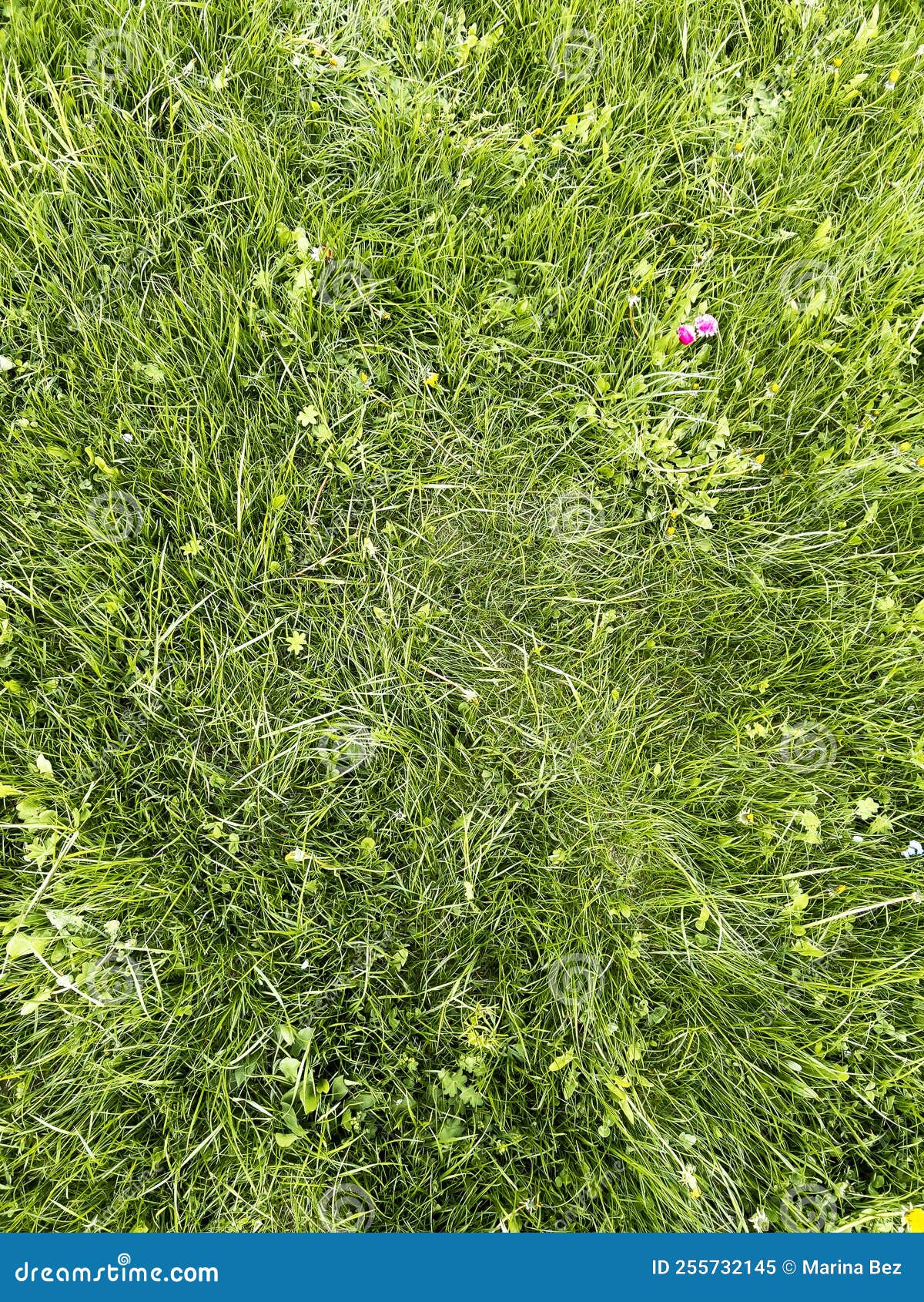 Green Lawn Background. Top View of Green Grass Lawn Stock Image - Image ...