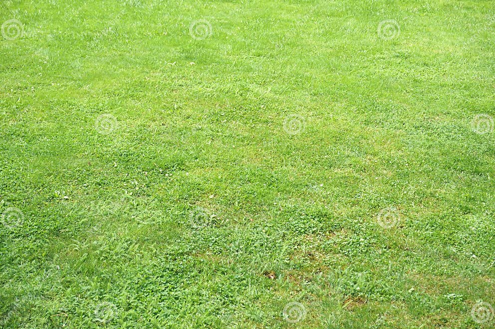 Green lawn stock photo. Image of color, nature, lawn - 49128888