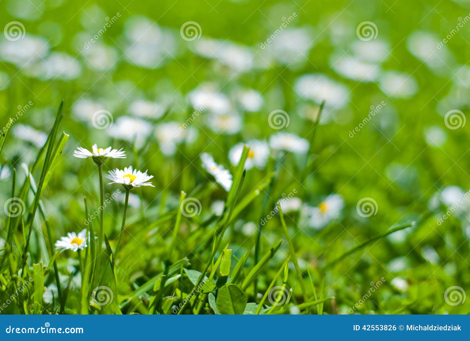 Green lawn with flowers stock photo. Image of white, environment - 42553826