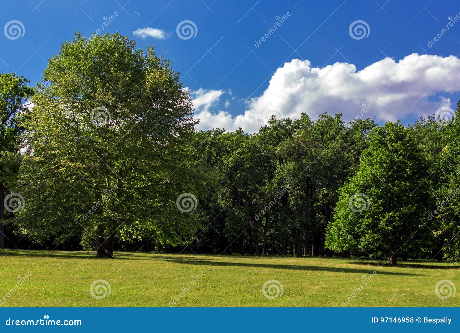 The Green Lawn in the Forest. Stock Photo - Image of green, beautiful ...