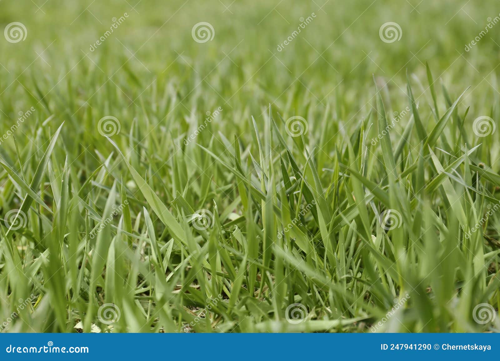 Green Lawn with Fresh Grass Outdoors, Closeup Stock Photo - Image of ...
