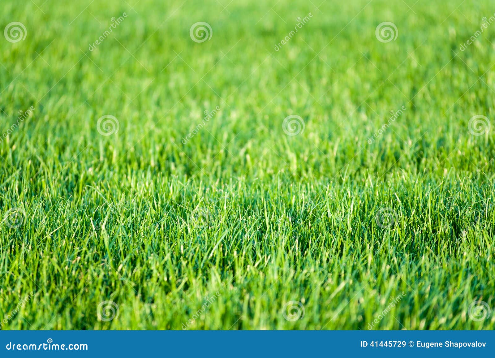 Green Lawn Grass Background Stock Image - Image of season, abstract ...