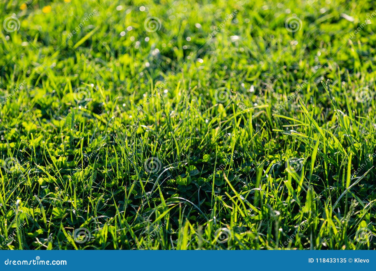 A Green Lawn Grass Illuminated by Sunlight at Sunset. Background Stock ...