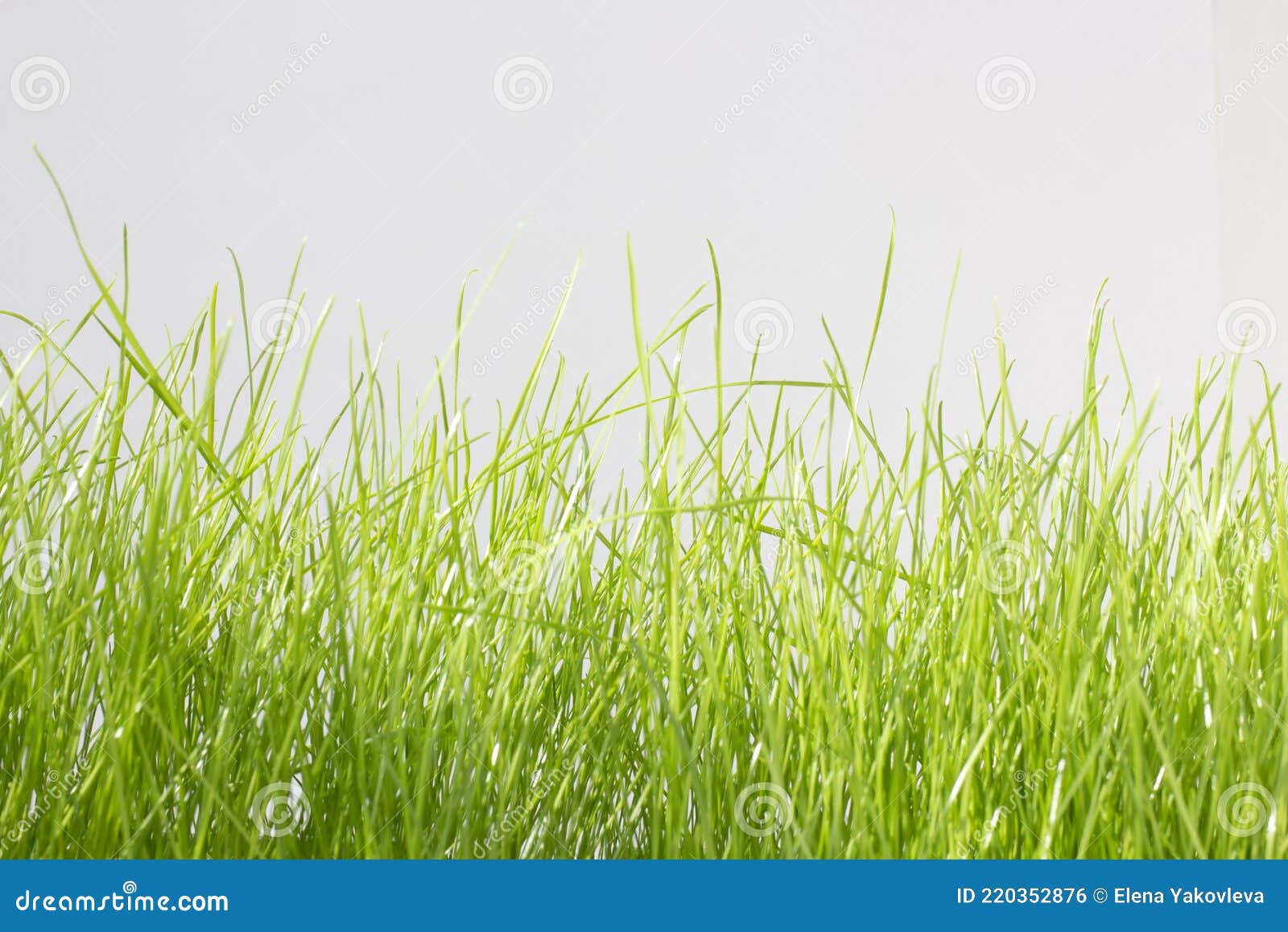 Green Lawn Grass on a Light Stock Photo - Image of meadow, horizontal ...