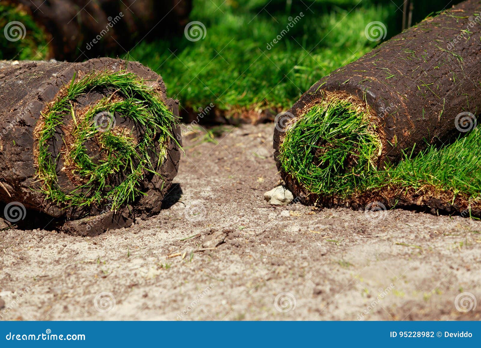 Green lawn grass in rolls stock photo. Image of stripes - 95228982