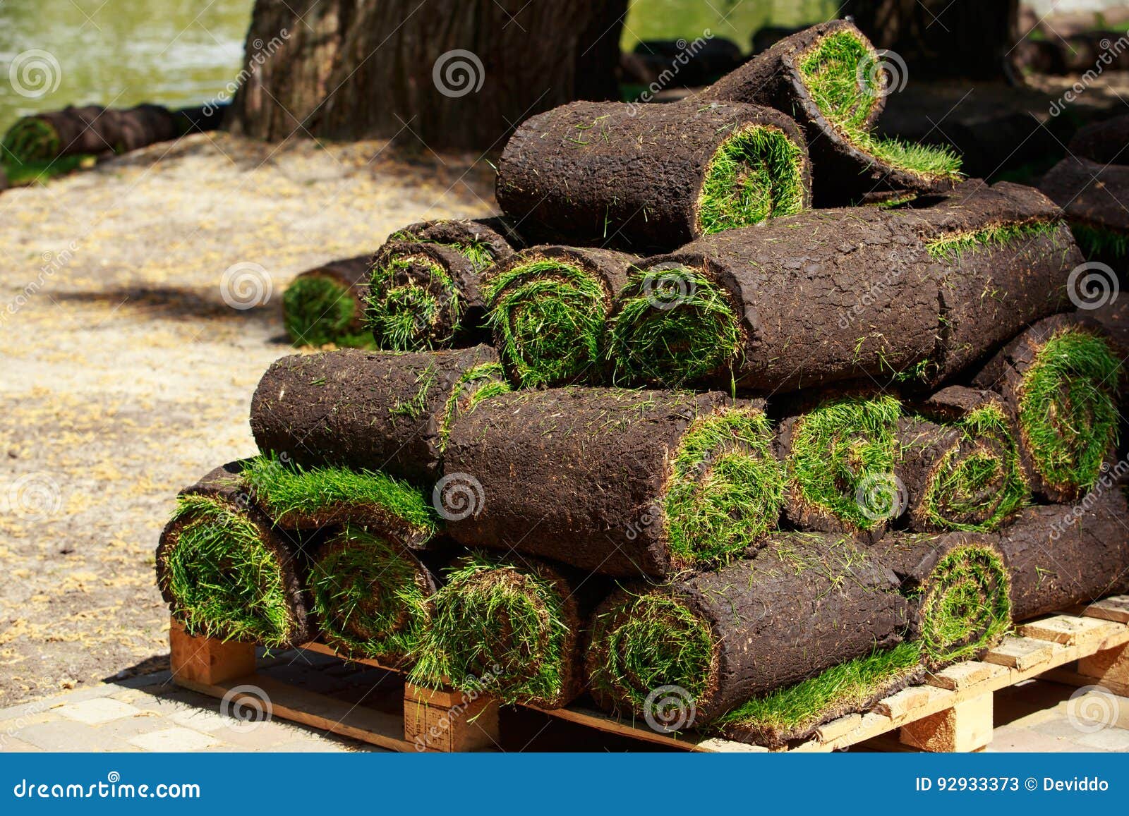 Green lawn grass in rolls stock image. Image of agriculture - 92933373