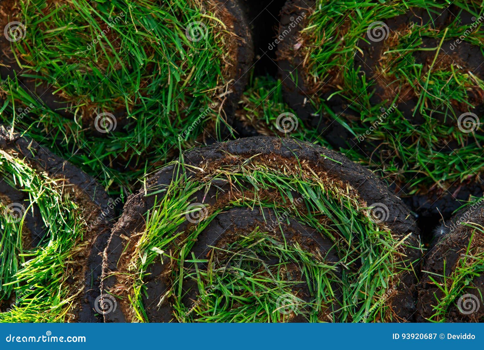 Green lawn grass in rolls stock image. Image of agriculture - 93920687