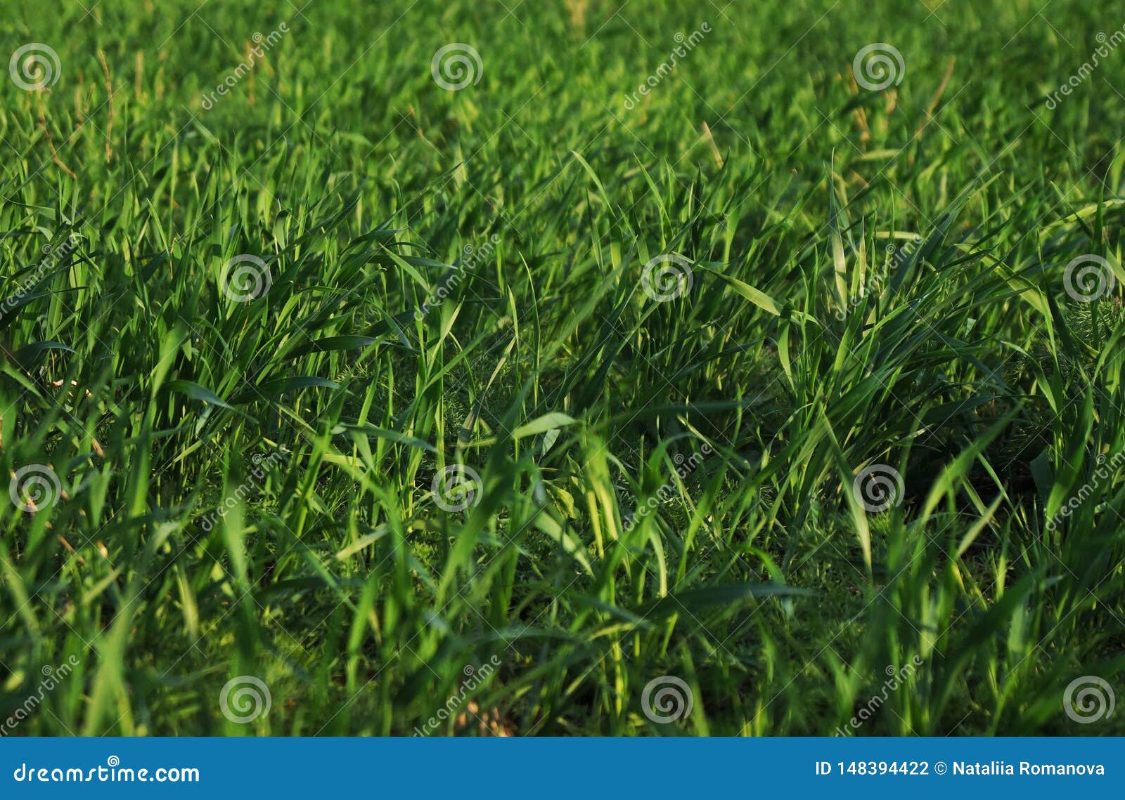 Green Lawn, Grass in Spring. Stock Photo - Image of grassy, blade ...