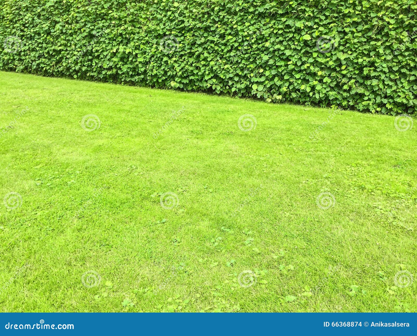 Green lawn and hedge stock photo. Image of grass, background - 66368874