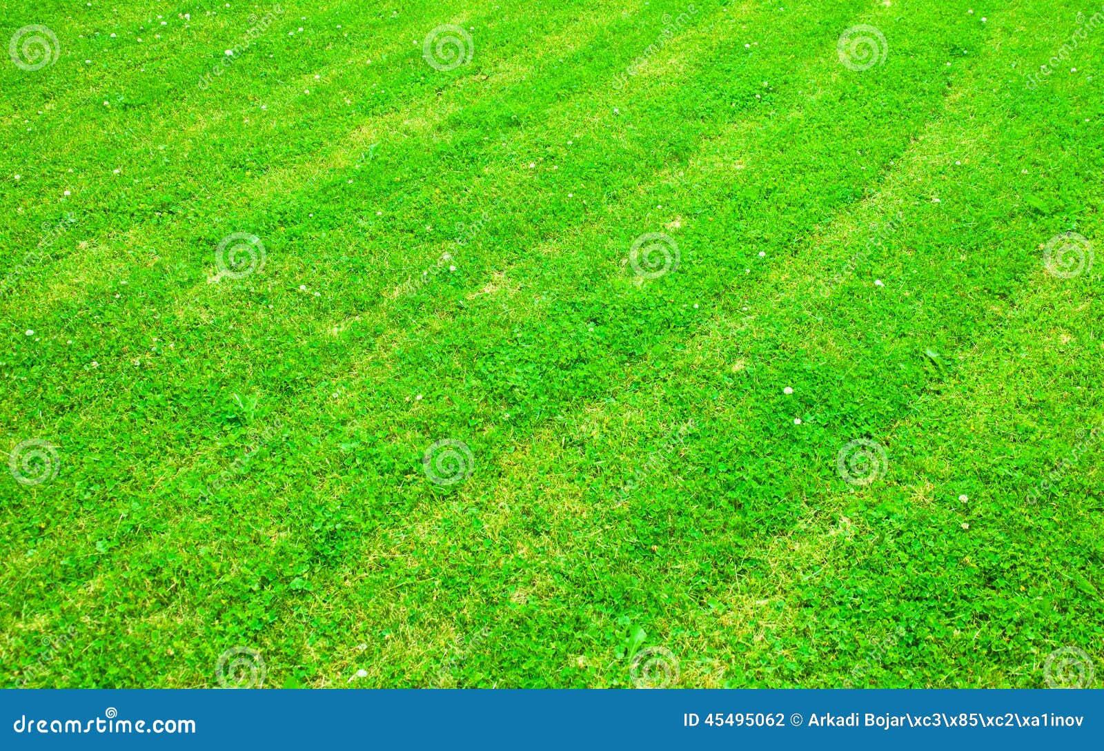 Green lawn stock photo. Image of green, fresh, pattern - 45495062