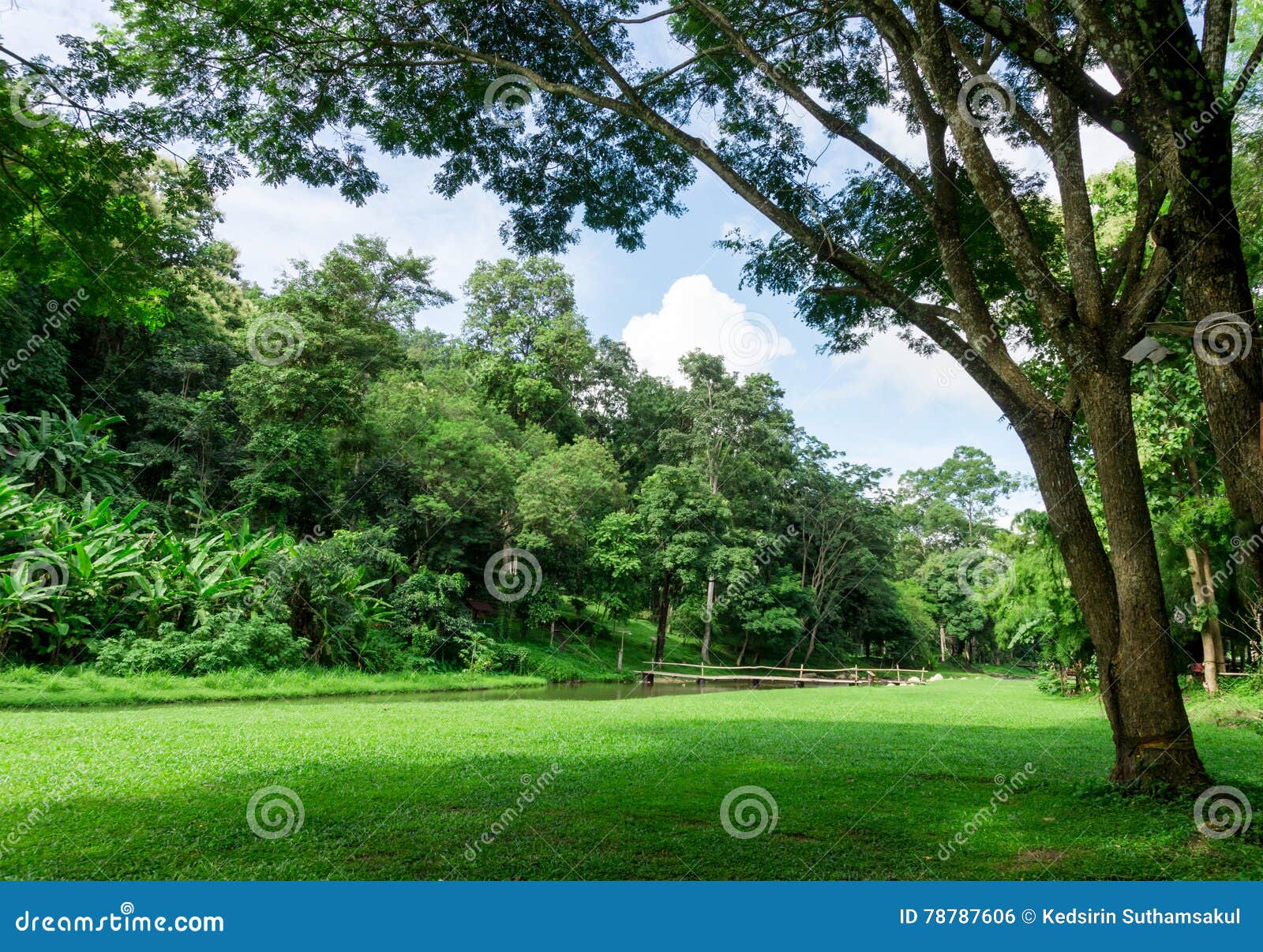 Green Lawn Landscape with Big Tree and Stream River Stock Photo - Image ...