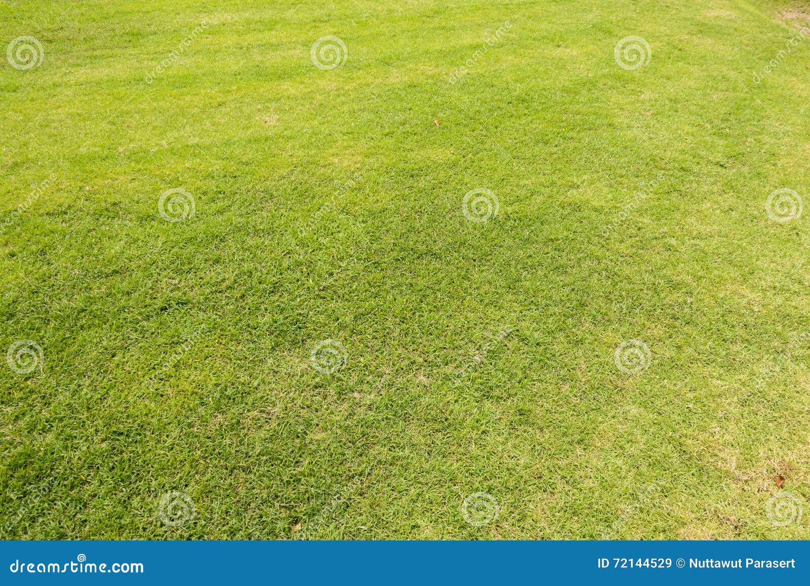 Green Lawn Pattern, Green Grass Natural Background. Stock Image - Image ...