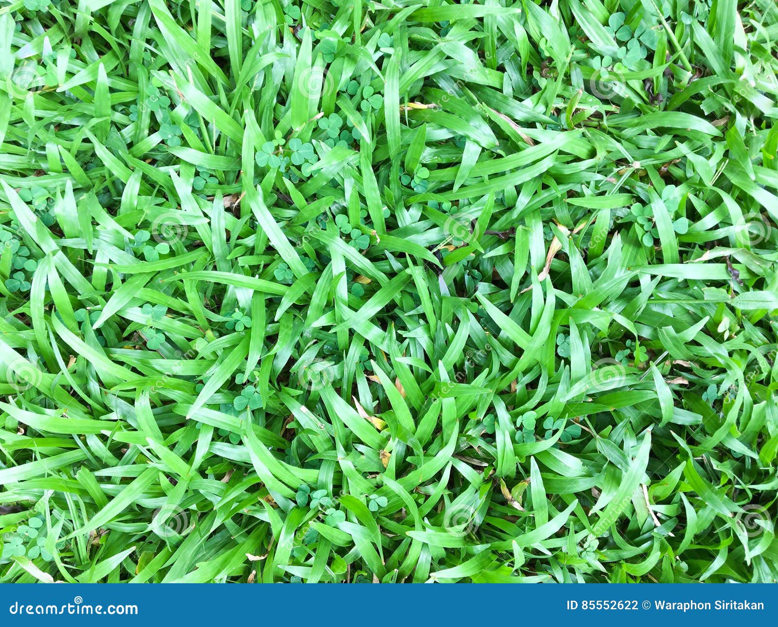 Green Lawn Pattern Textured Background Grass Background. Stock Photo ...