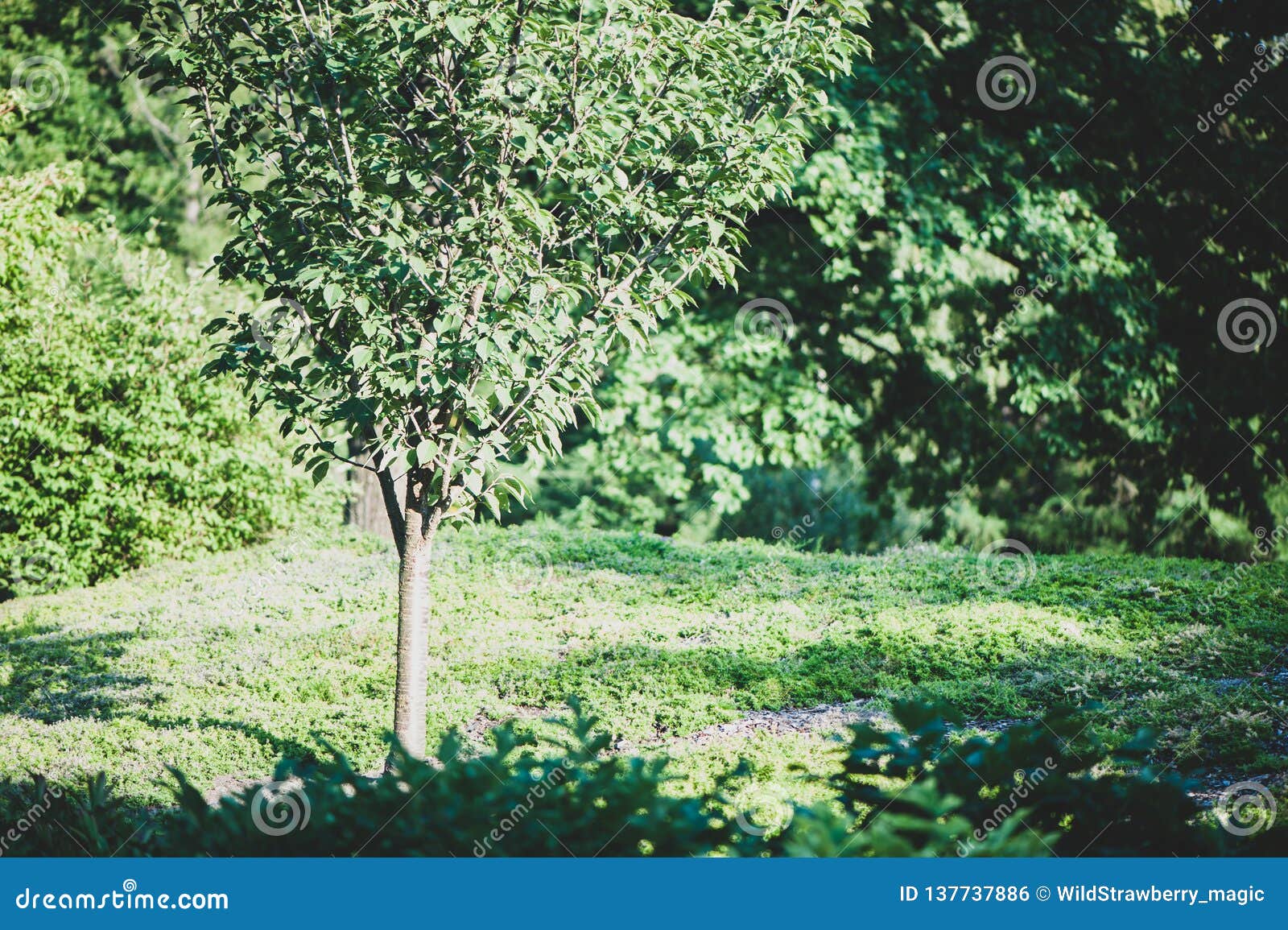 Green lawn and trees stock photo. Image of land, public - 137737886