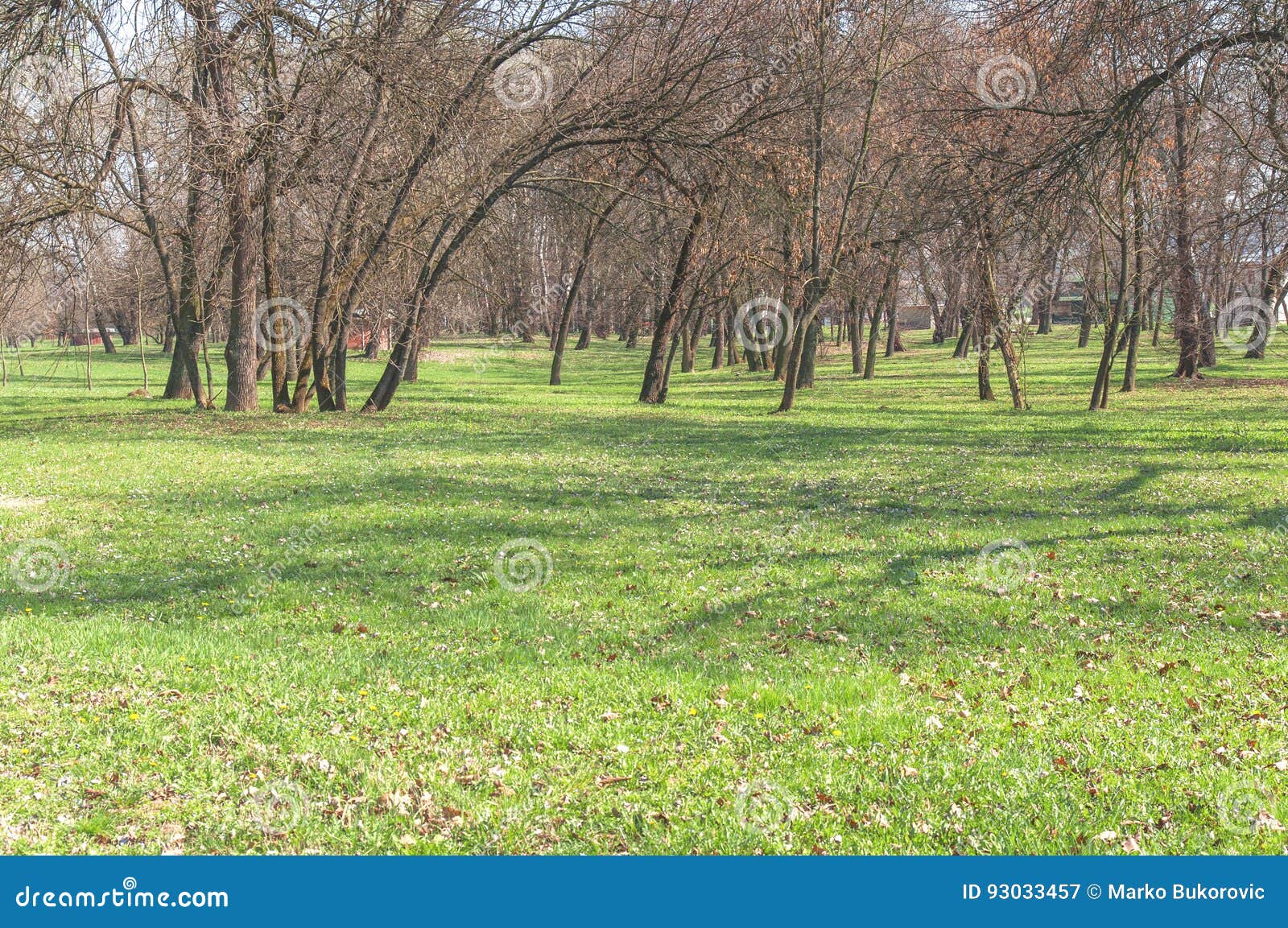 Green Lawn with Trees in Big Public Park Stock Image - Image of fresh ...