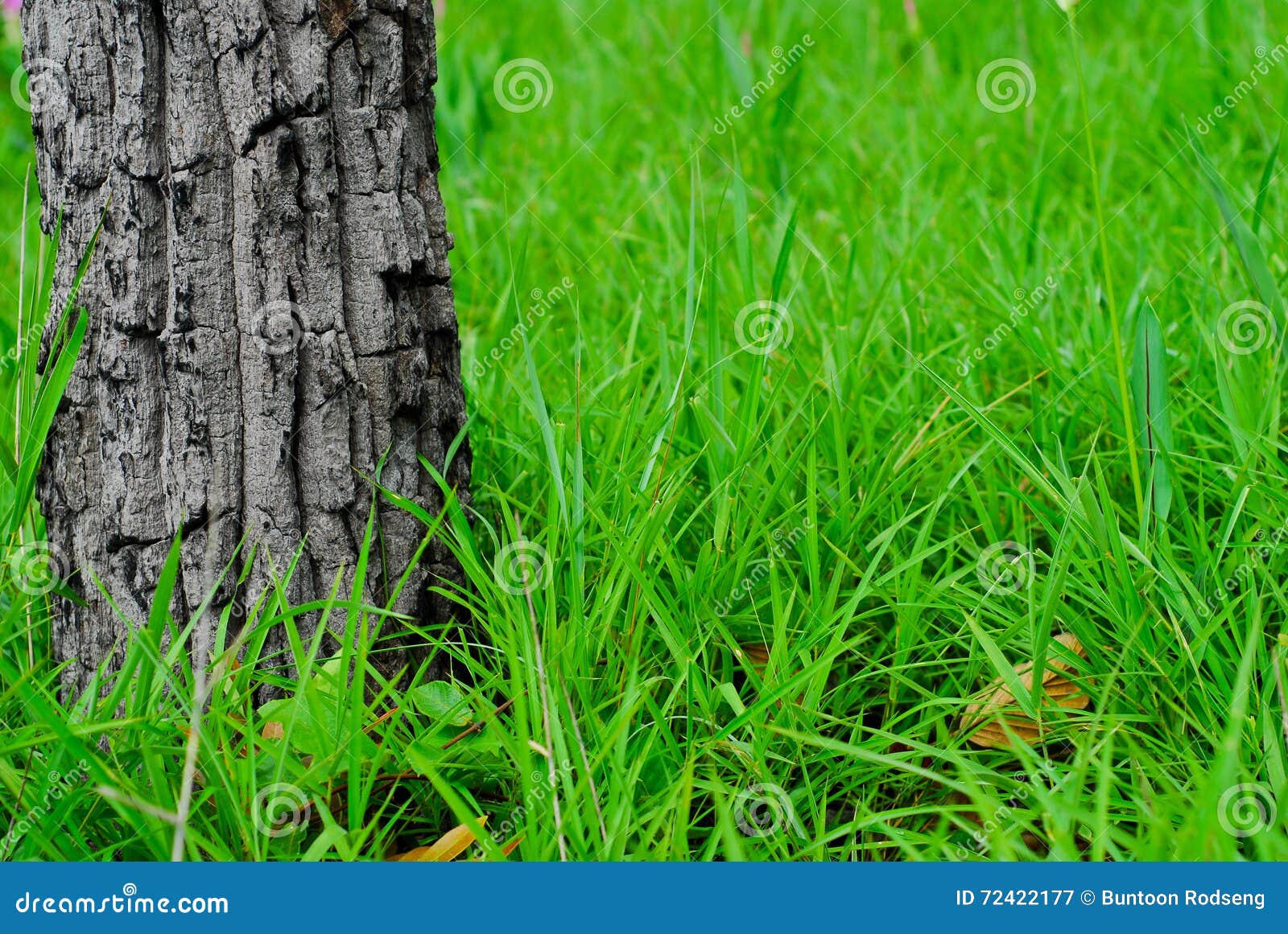 Green Lawn with Trees Outdoor Background Stock Image - Image of fresh ...