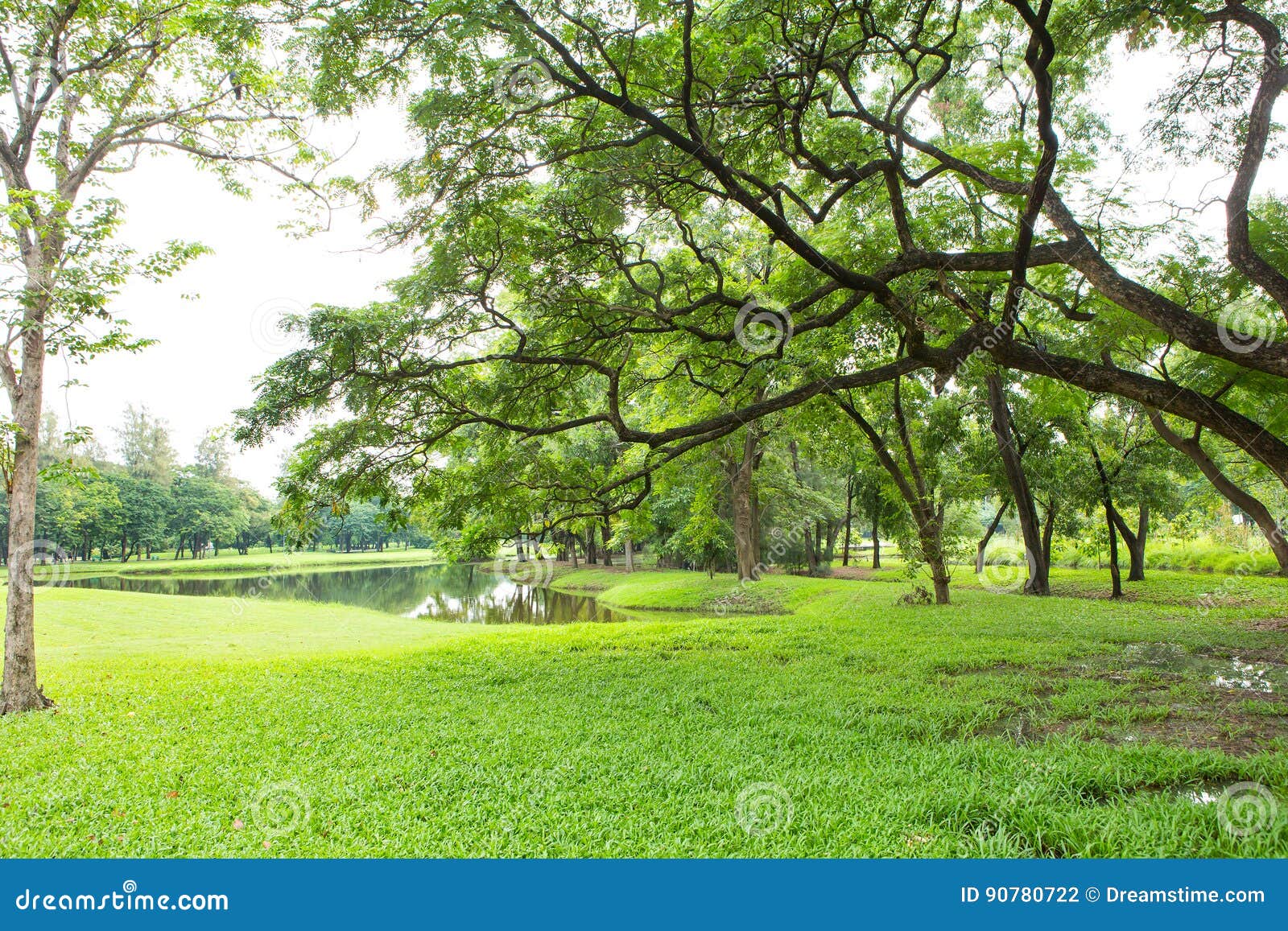 Green Lawn and Trees stock photo. Image of mown, english - 90780722