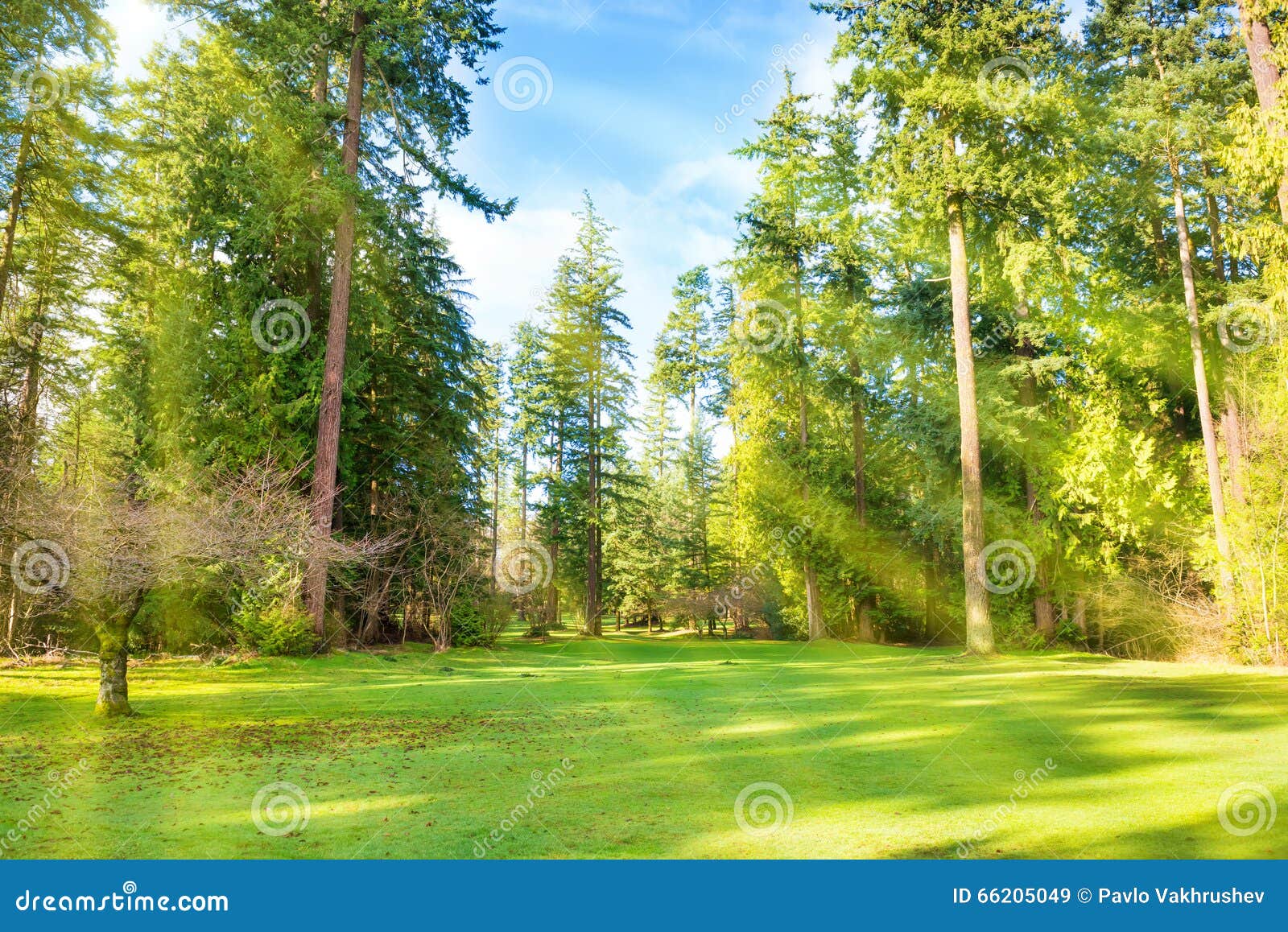 Green Lawn with Trees in Park Stock Image - Image of fresh, rays: 66205049