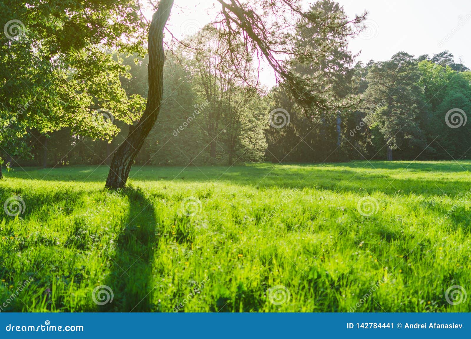 Green Lawn with Trees in Park Under Sunny Light Stock Image - Image of ...