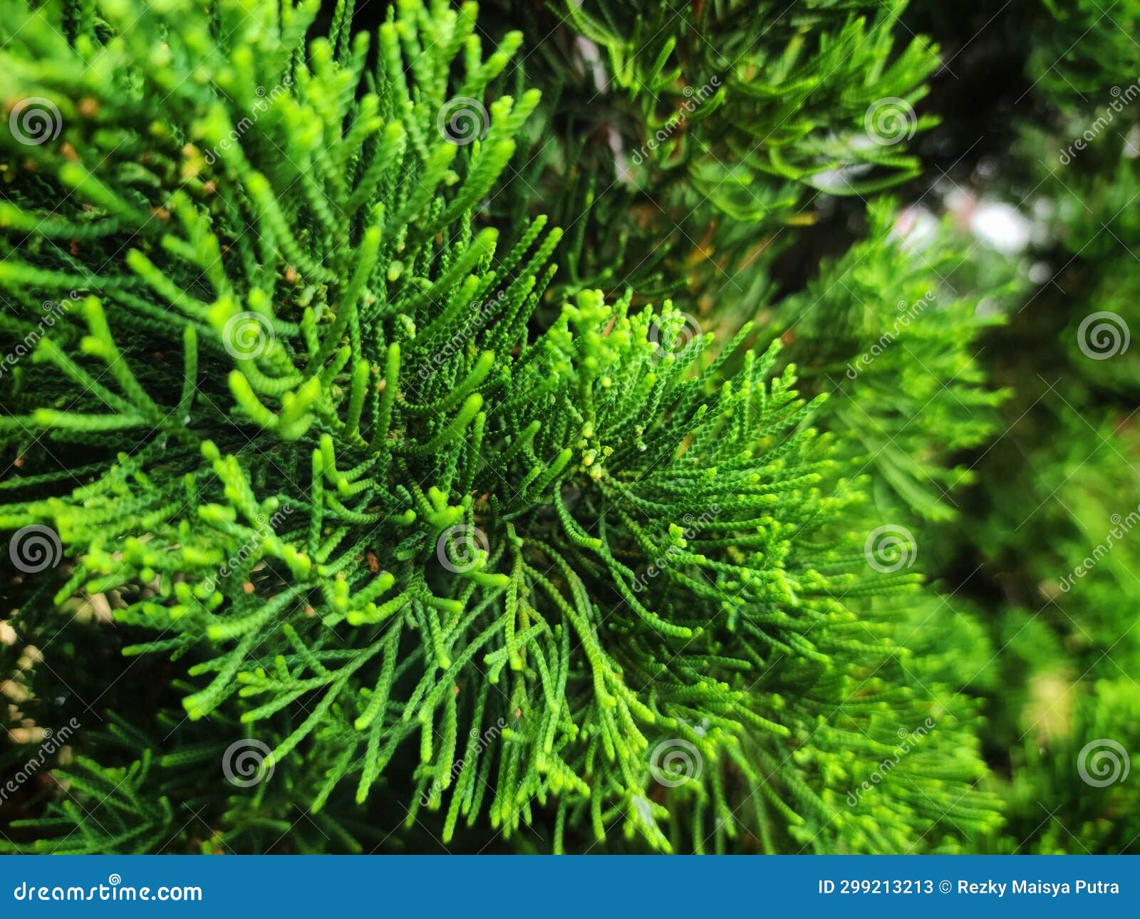 The Green Layout, Very Beautiful Leaves of Tiny Trees are Refreshingly ...