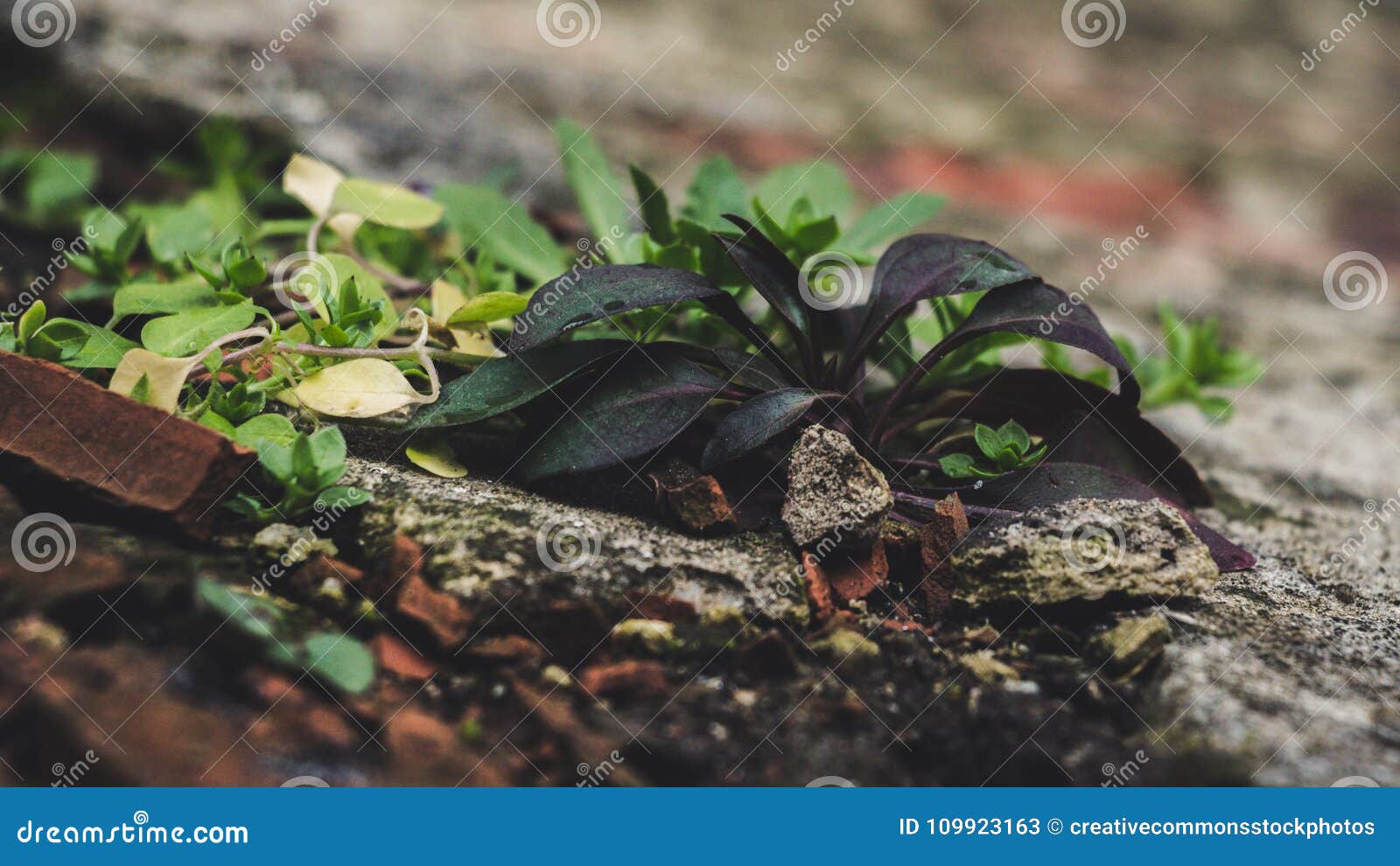 Green Lead Plant Picture. Image: 109923163