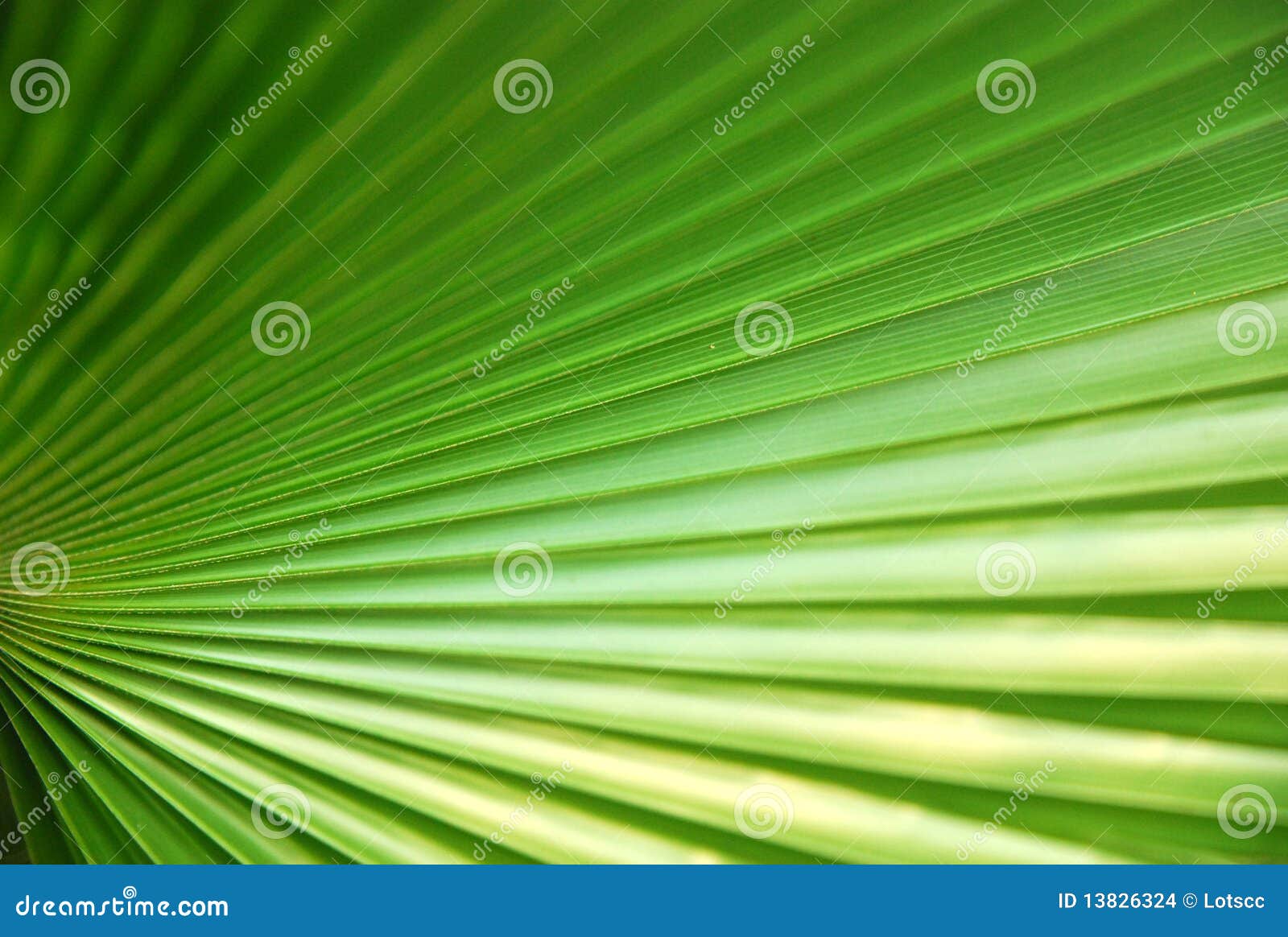 Radial LEaf Of A Penca Palm Royalty-Free Stock Photo | CartoonDealer ...