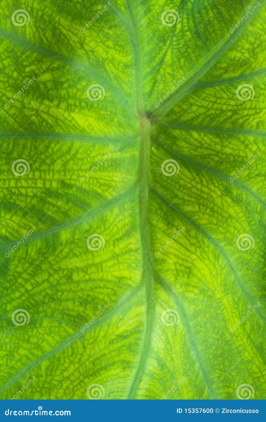 Green leaf stock photo. Image of condensation, life, nature - 15357600
