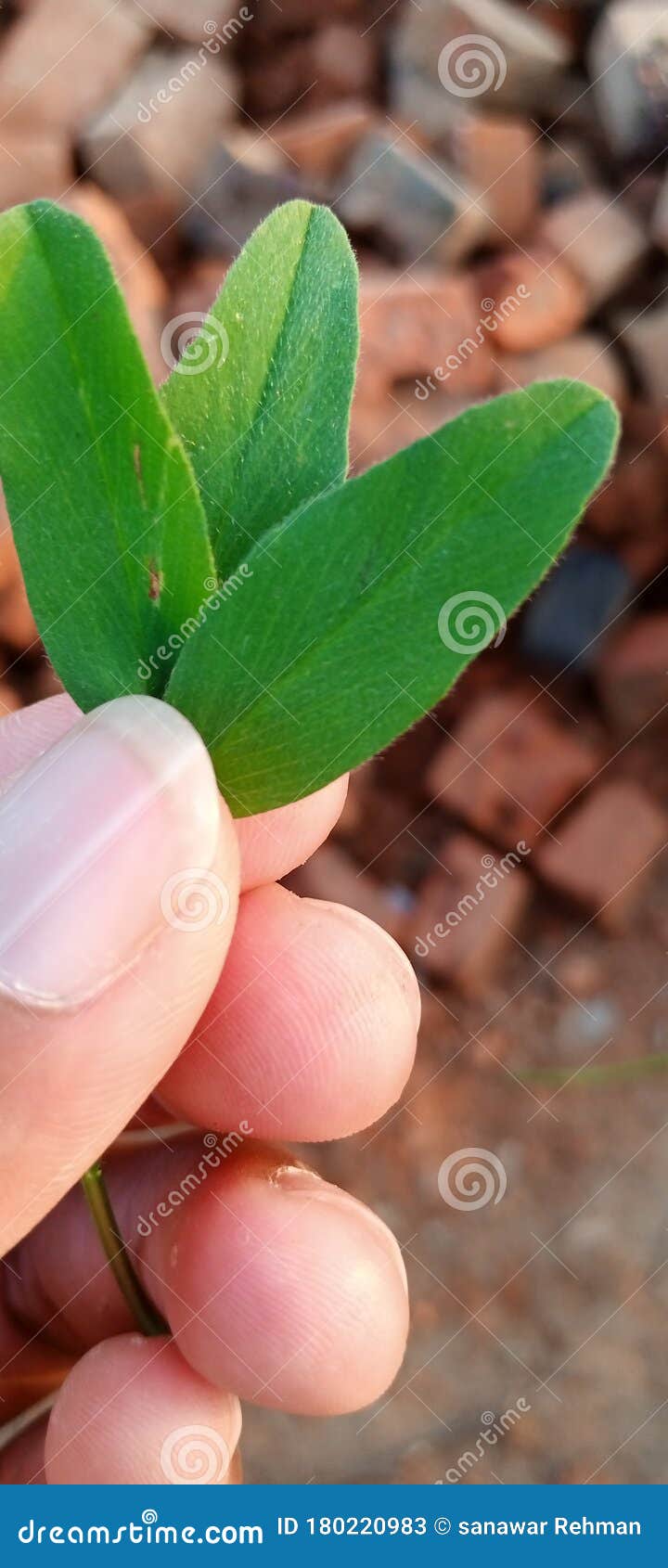 Green leaf with hand stock image. Image of wildflower - 180220983