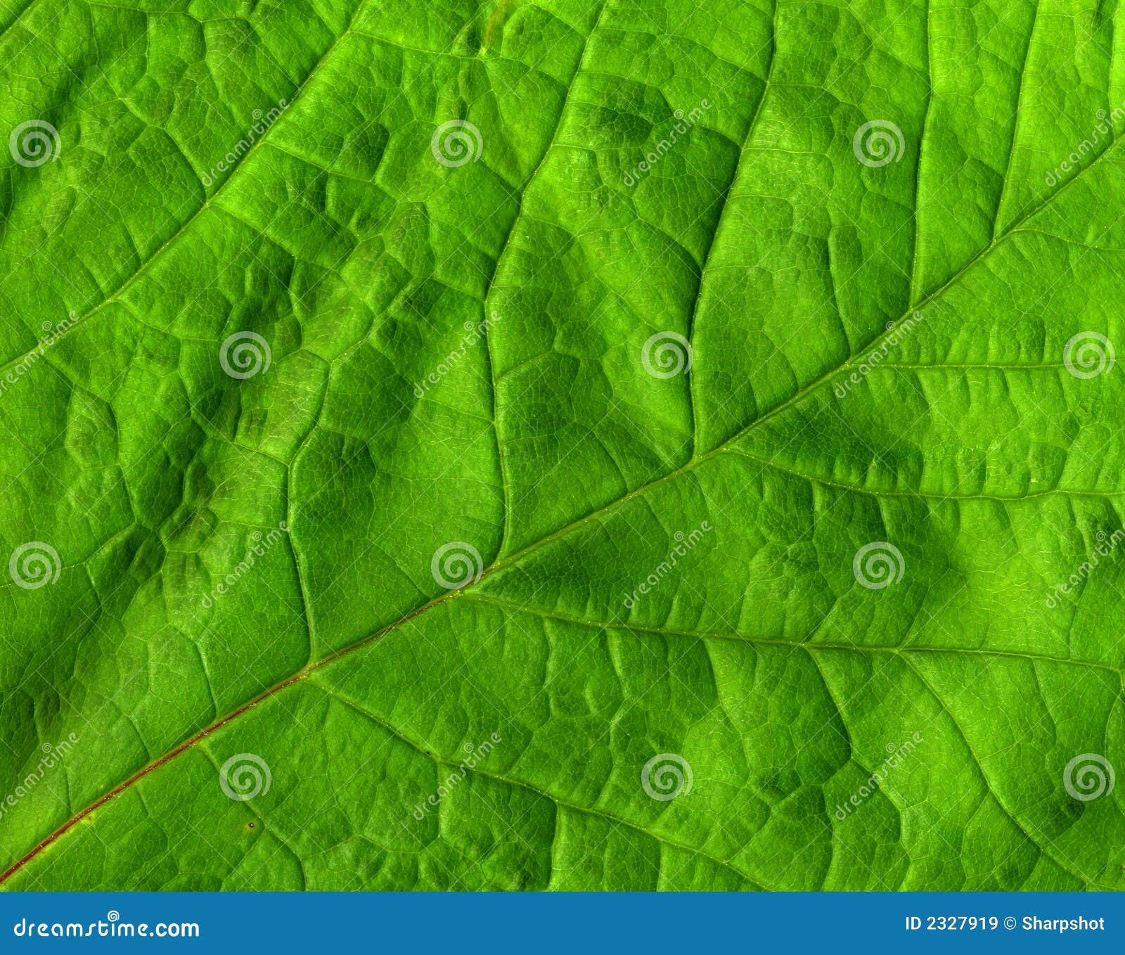 Green leaf. stock image. Image of natural, foliage, color - 2327919