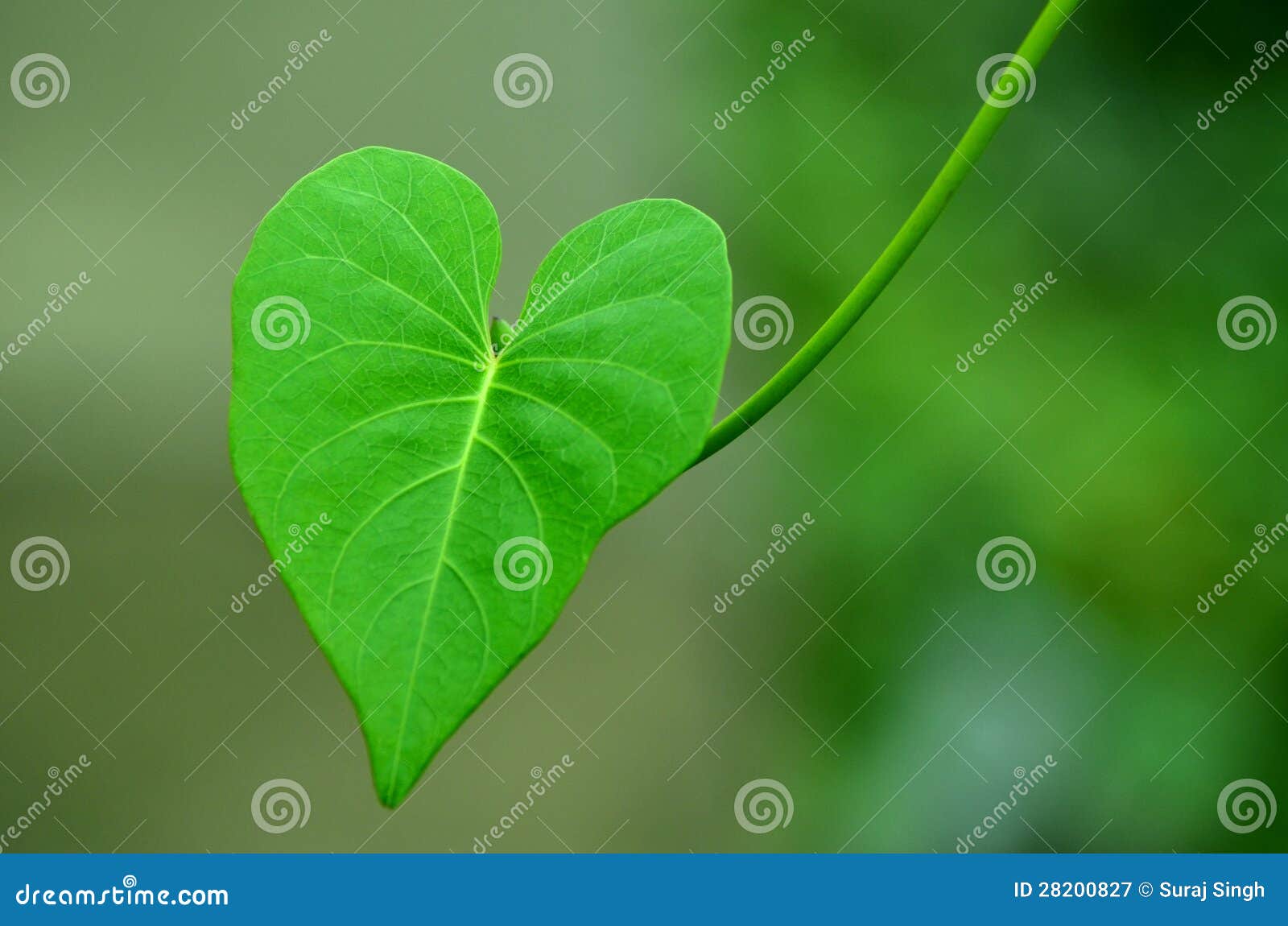 Cordate Shape Of Sacred Fig Leaves Stock Photo | CartoonDealer.com ...