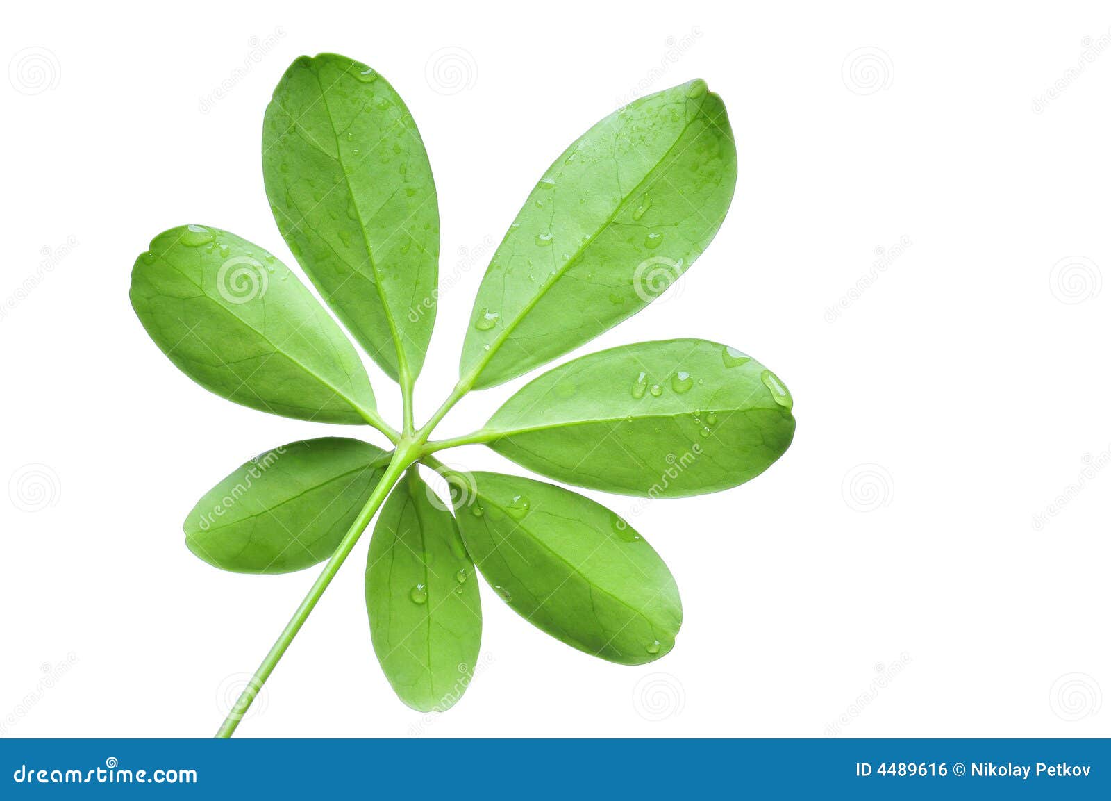Green leaf stock photo. Image of white, nature, colorful - 4489616