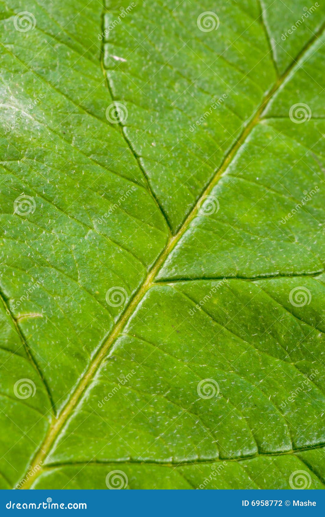 Green leaf stock photo. Image of organic, healthy, beautiful - 6958772