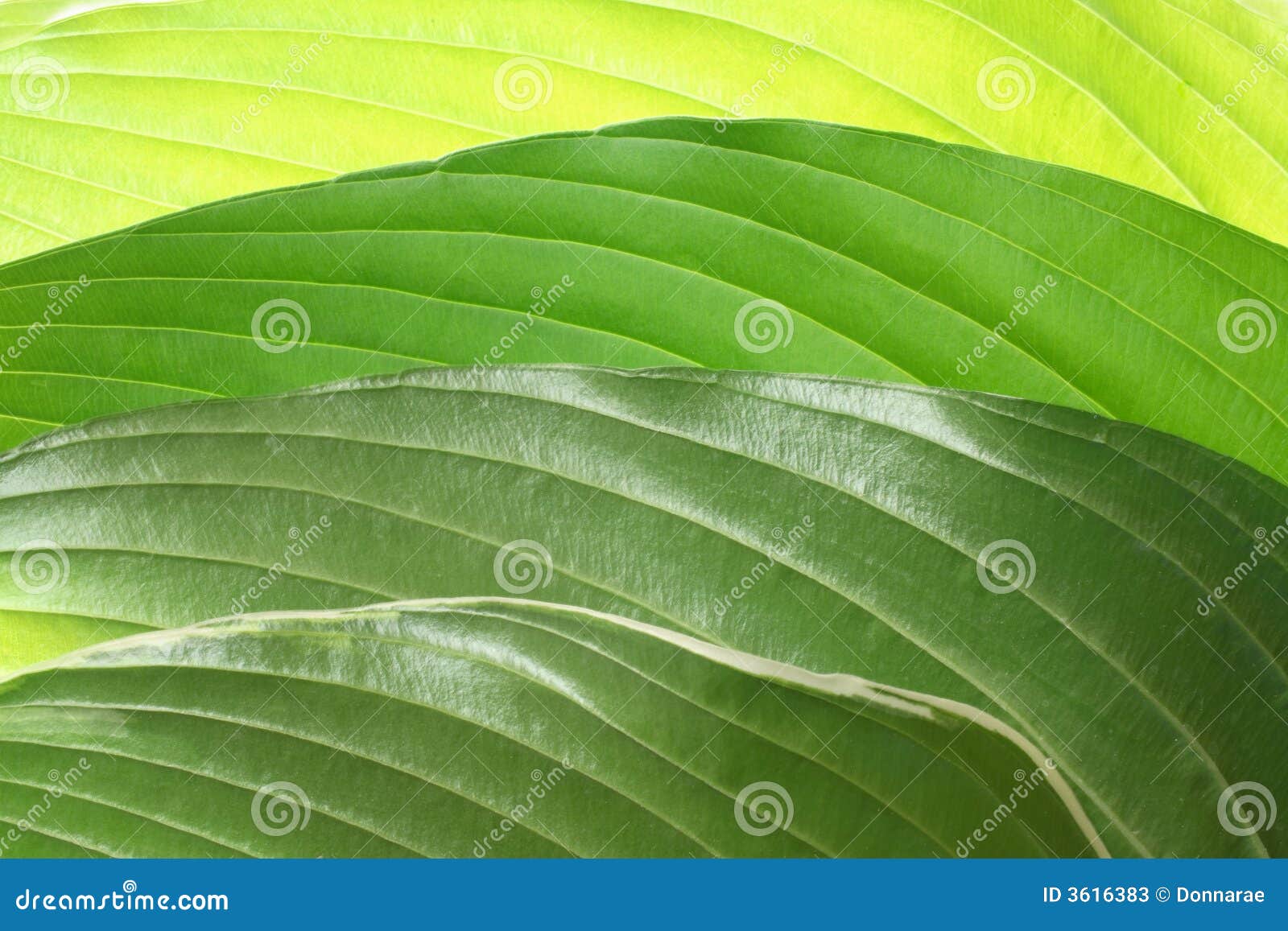 Green Leaf Abstract Background Stock Image - Image of green, gardening ...