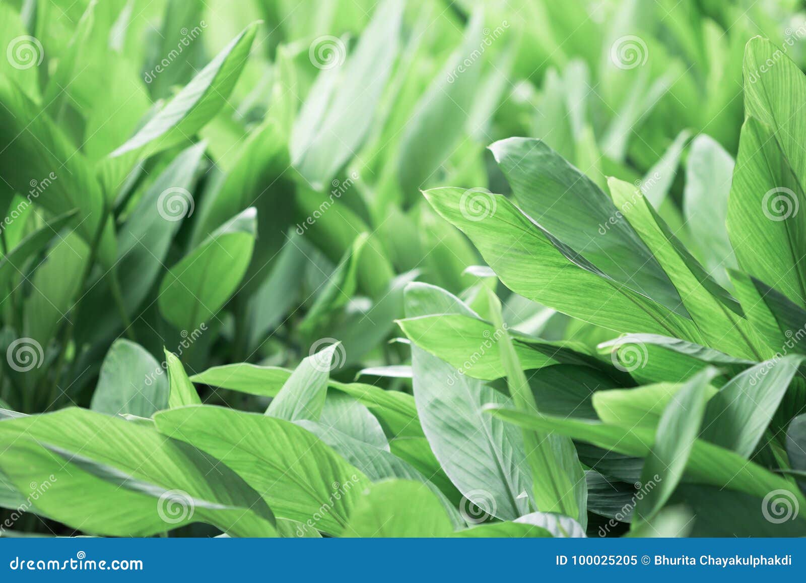 Green Leaf Abstract Background Stock Image - Image of growth, abstract ...