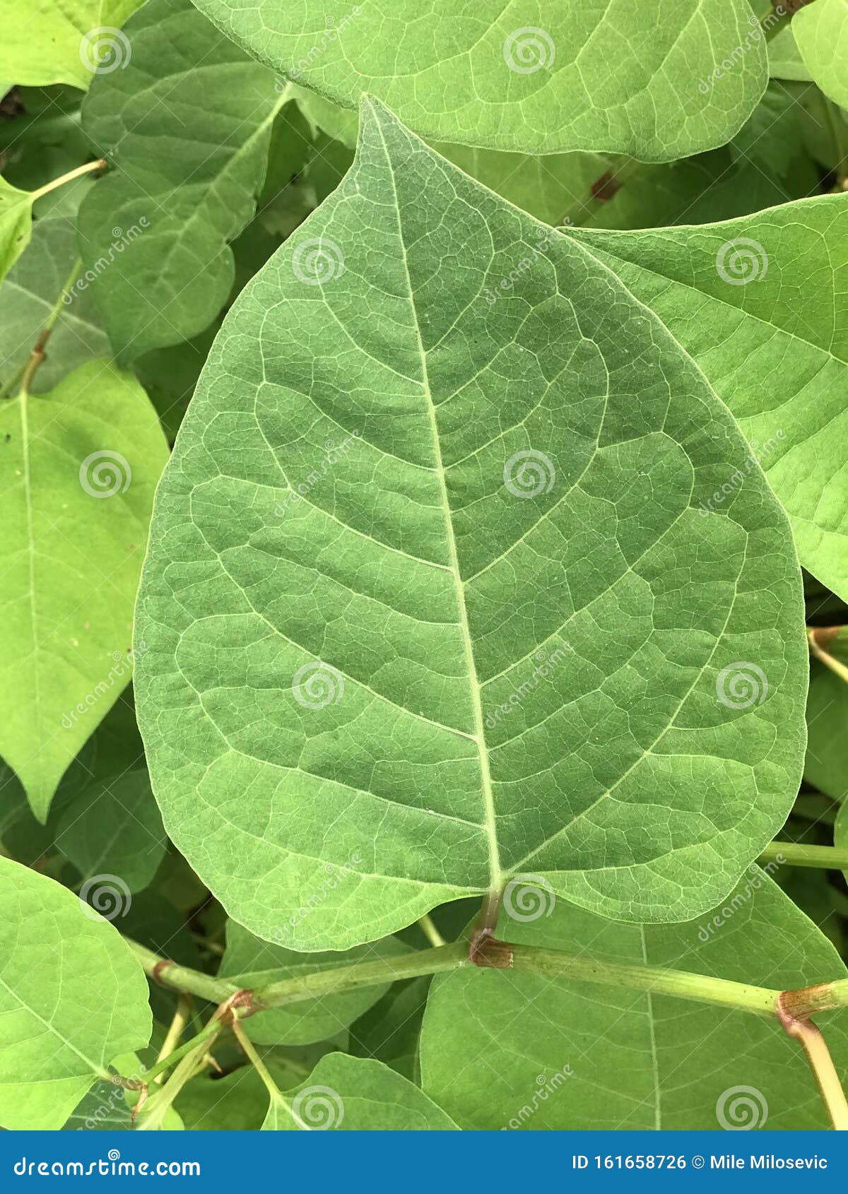 Green Leaf Background Design. Top View of Leaf. Stock Photo - Image of ...