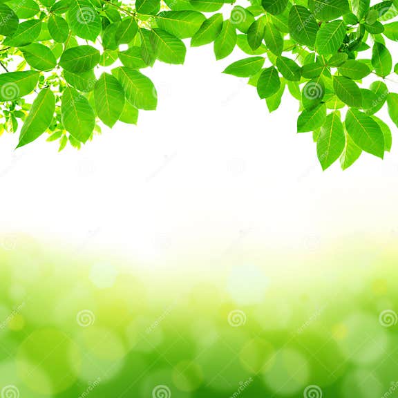 Green Leaf Abstract Background Stock Image - Image of colorful, nature ...