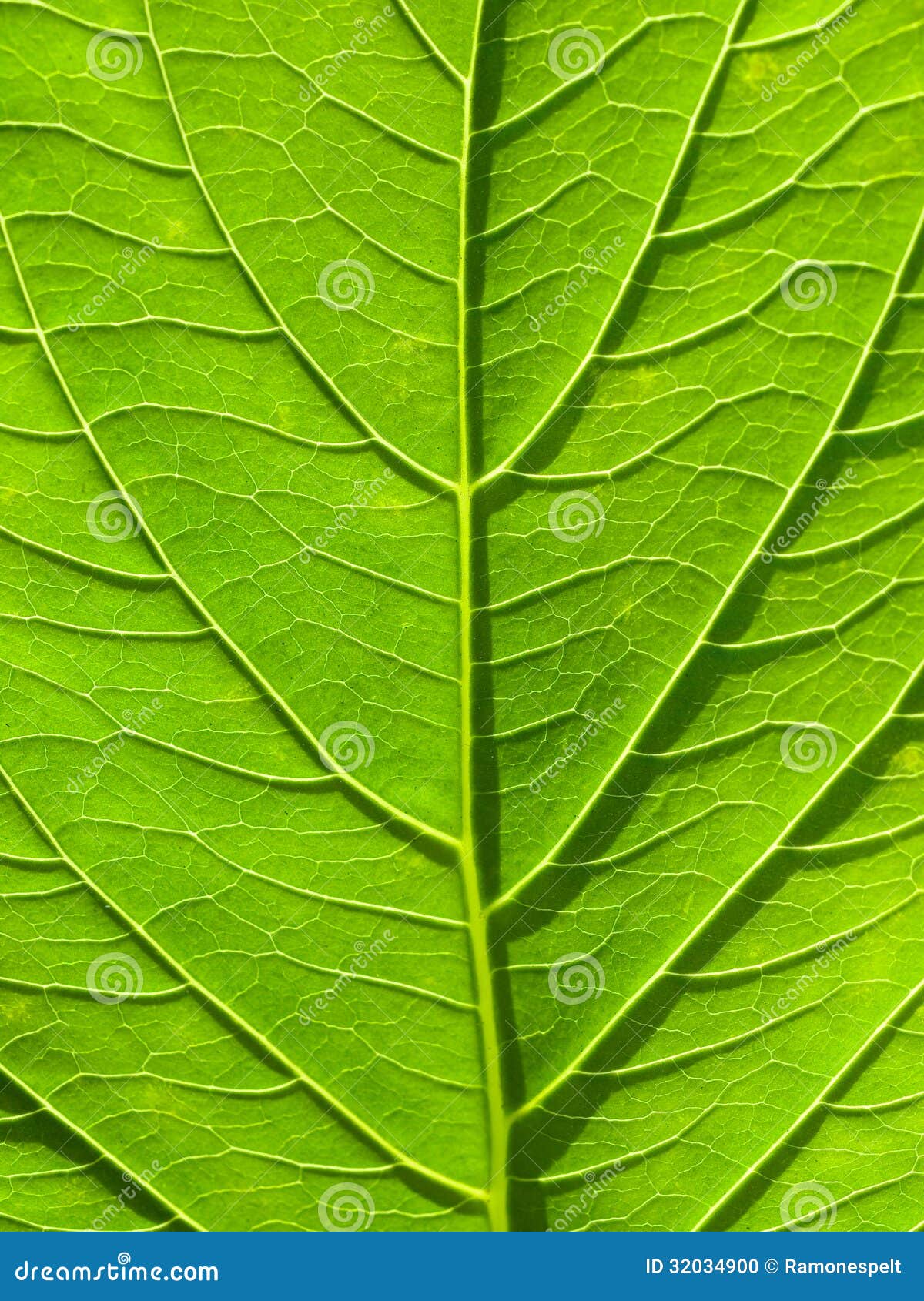 Green Leaf Abstract Background in Vertical Composition Stock Photo ...