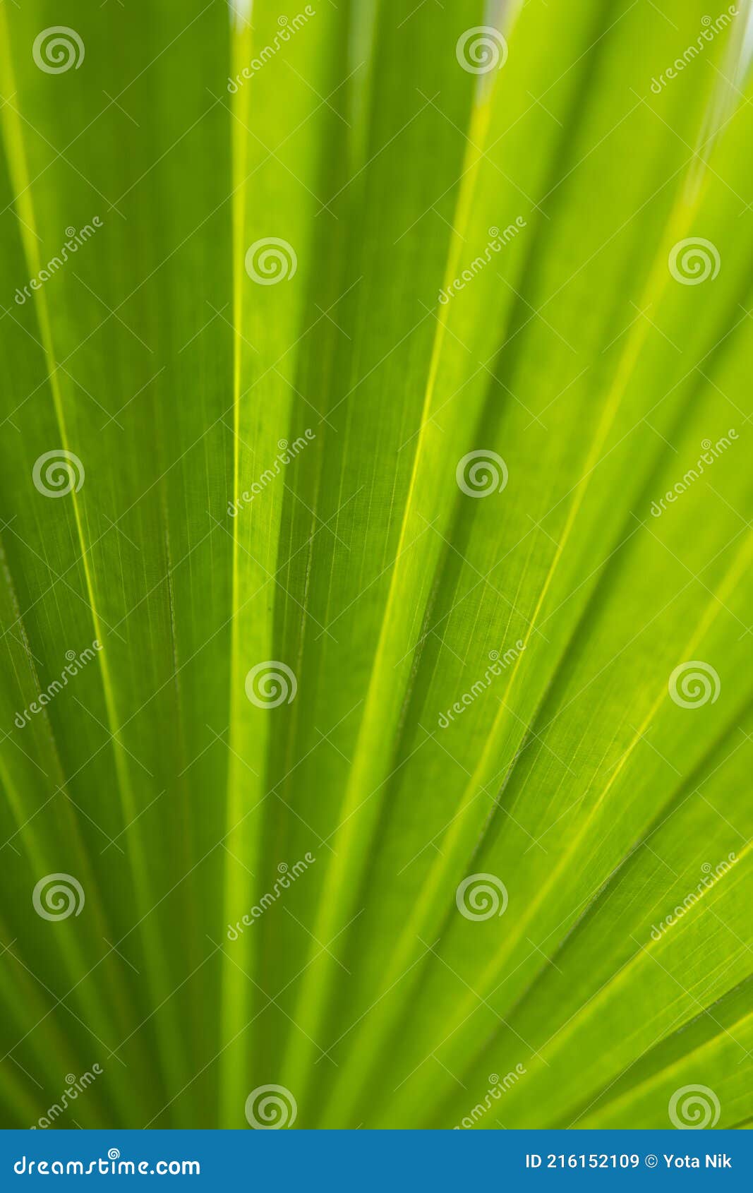Green Leaf Abstract Nature Texture Vertical Stock Image - Image of ...