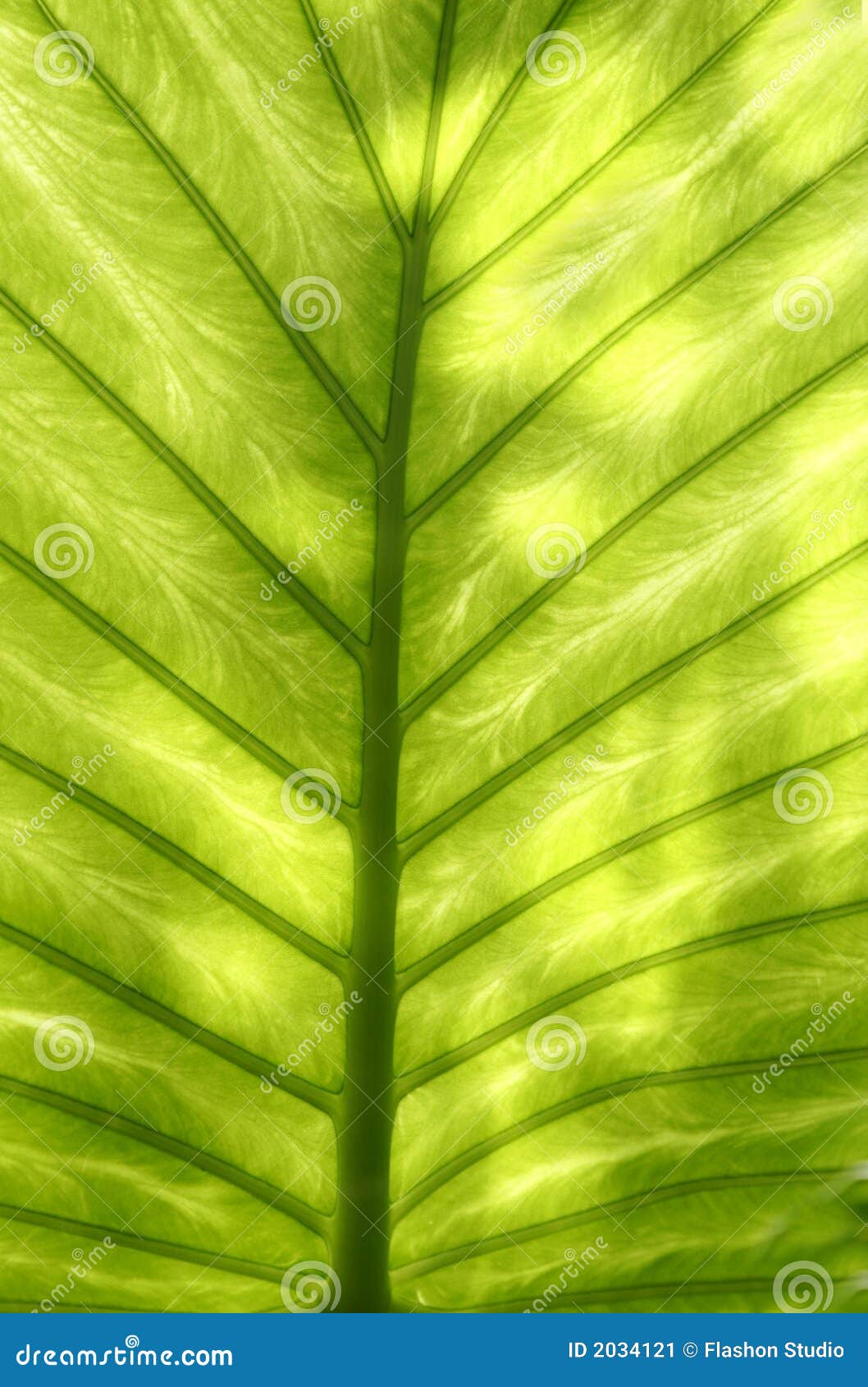 Green Leaf Abstract Pattern Stock Image - Image of spring, parallel ...