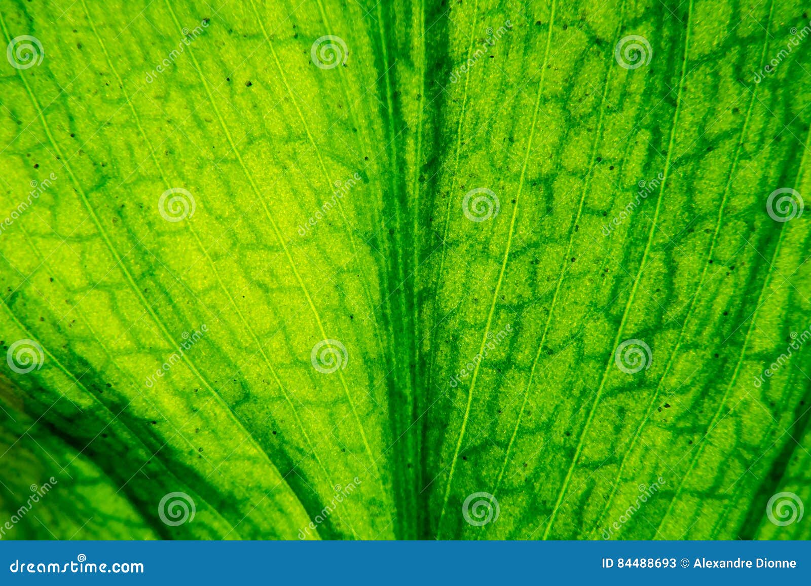 Green Leaf Abstract Texture Stock Image - Image of nature, foliage ...