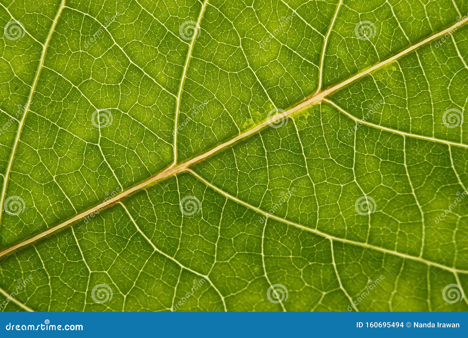 Anatomy Of An Oak Leaf Stock Image | CartoonDealer.com #1628095