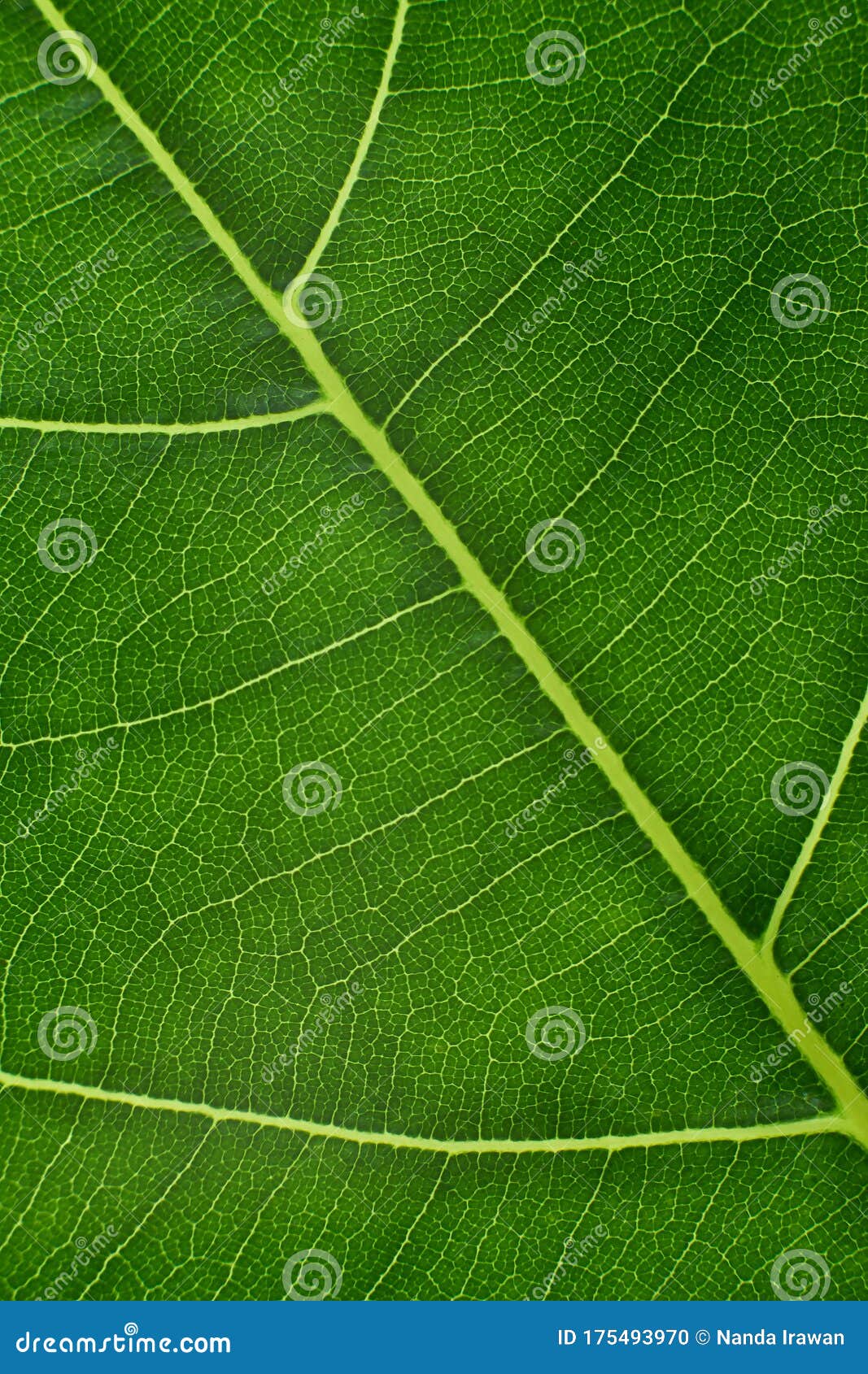 Anatomy Of An Oak Leaf Stock Image | CartoonDealer.com #1628095