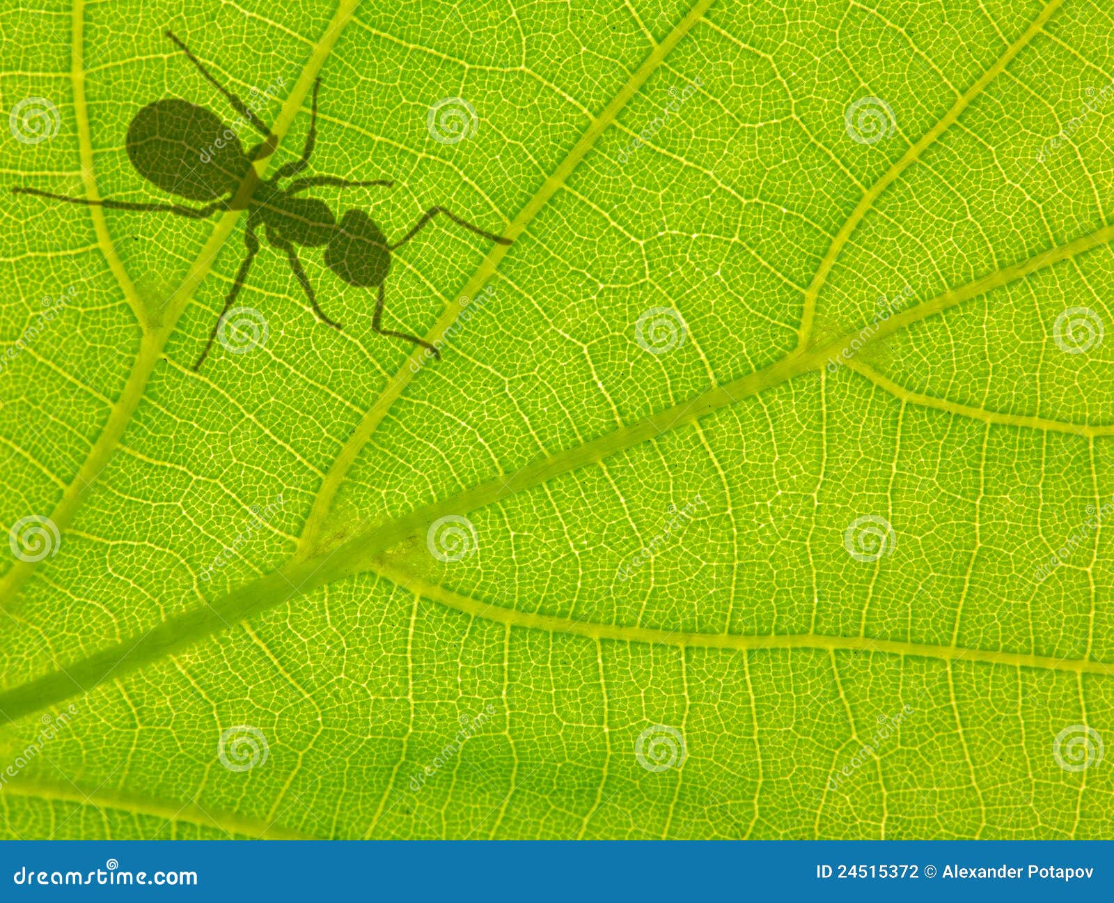 Green leaf with ant shadow stock photo. Image of purity - 24515372