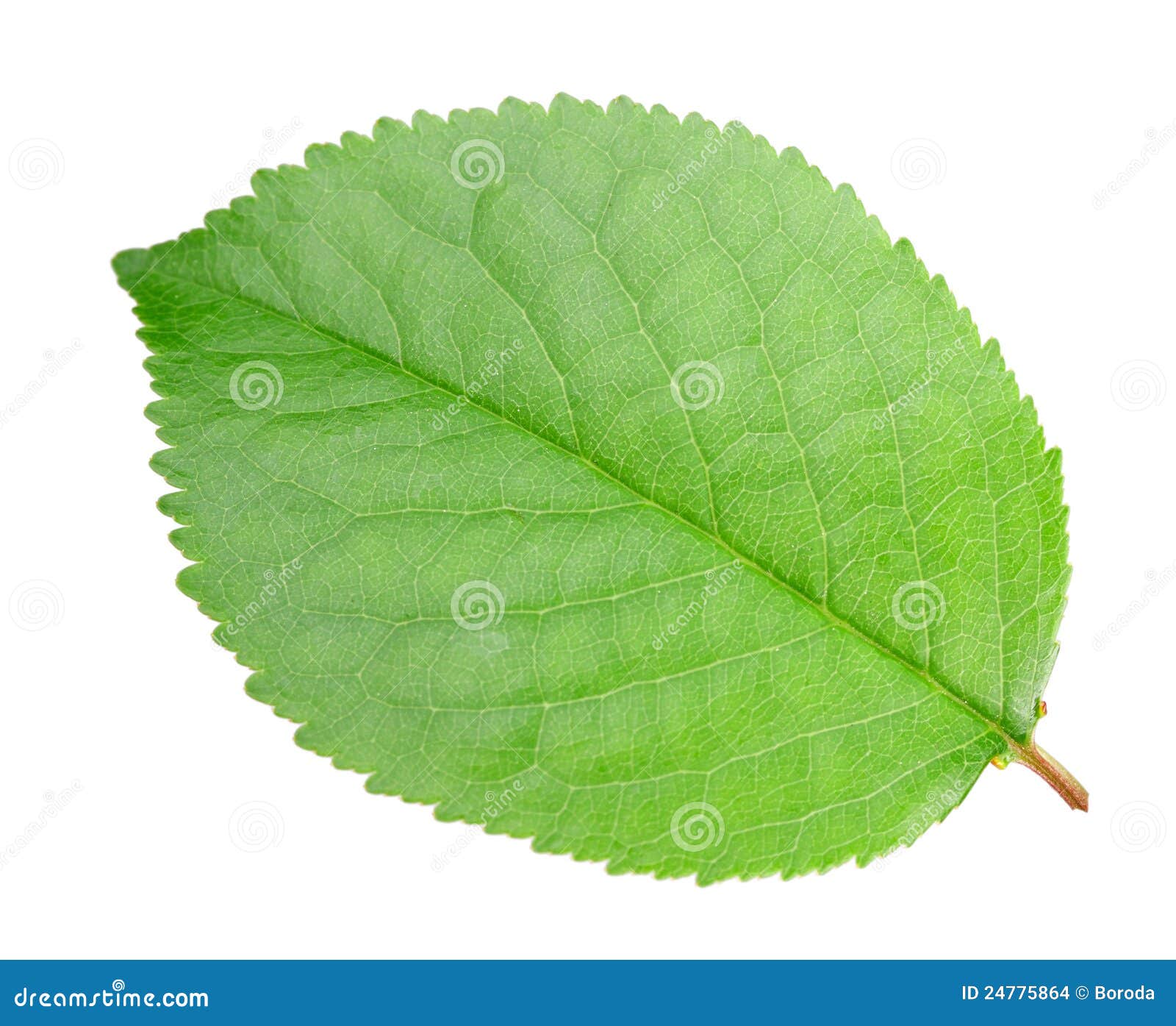 Green leaf of apple-tree stock photo. Image of isolated - 24775864