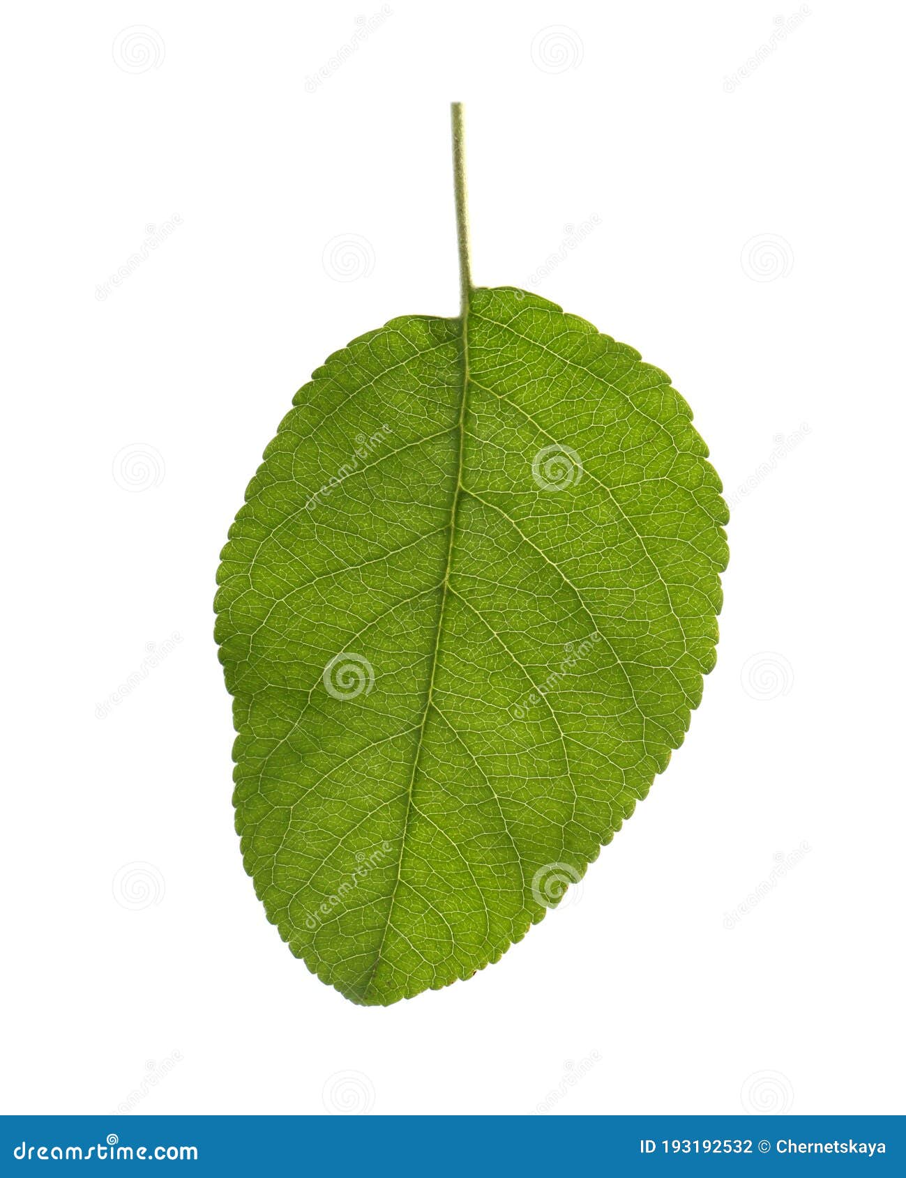 Green Leaf of Apple Tree Isolated Stock Photo - Image of fruit, food ...