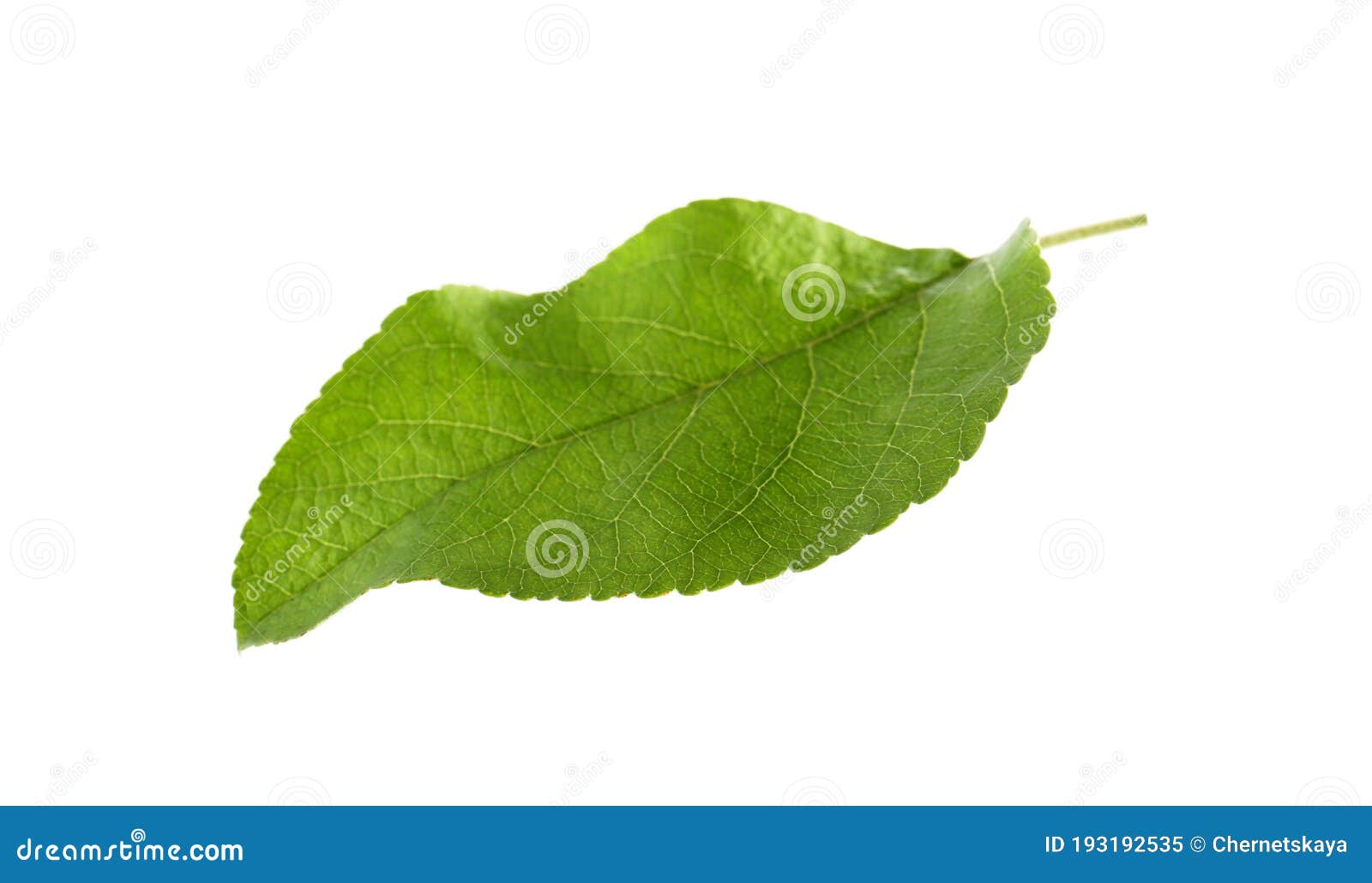 Green Leaf of Apple Tree Isolated Stock Image - Image of leaves, garden ...