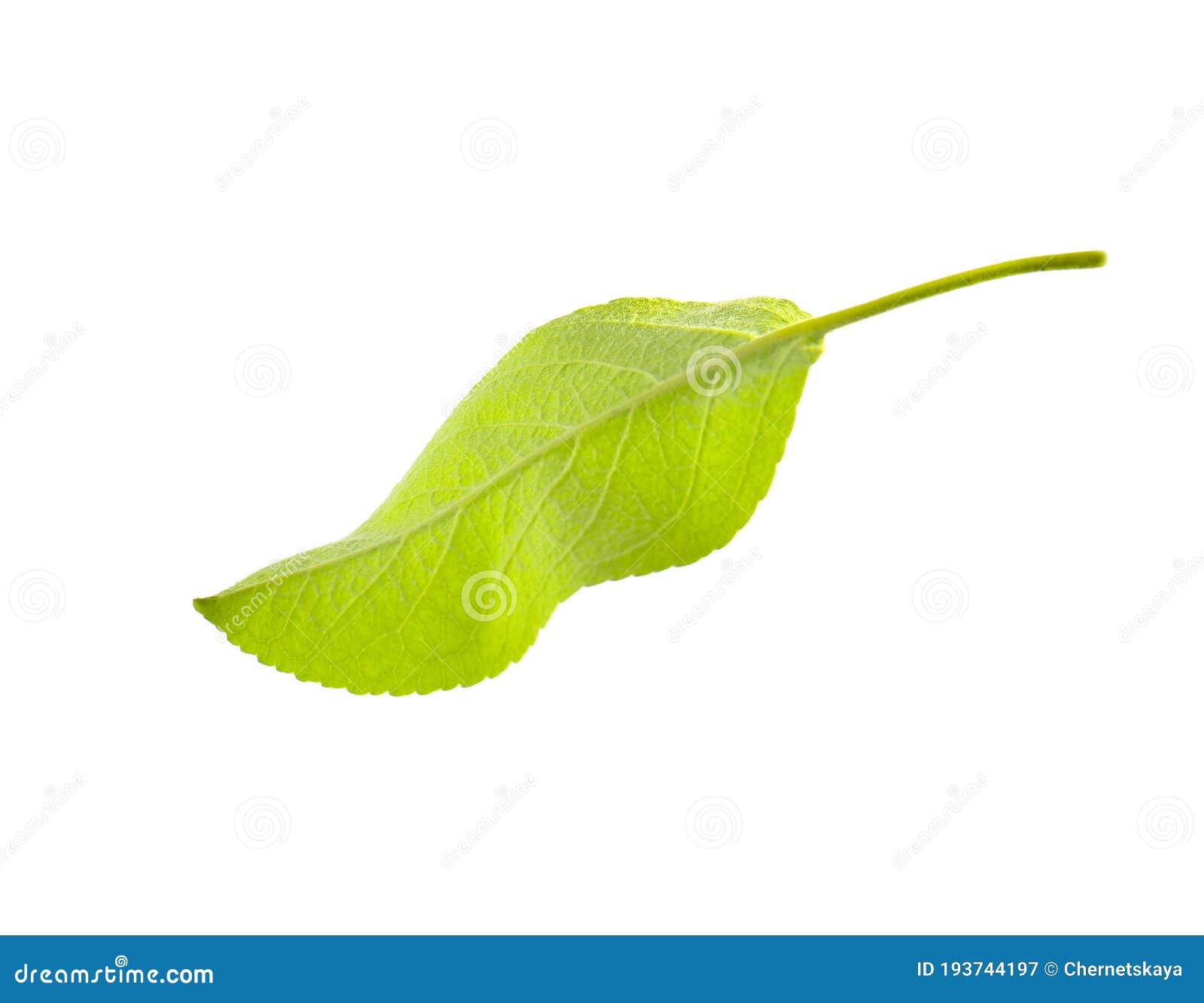 Green Leaf of Apple Tree Isolated Stock Image - Image of herb, organic ...